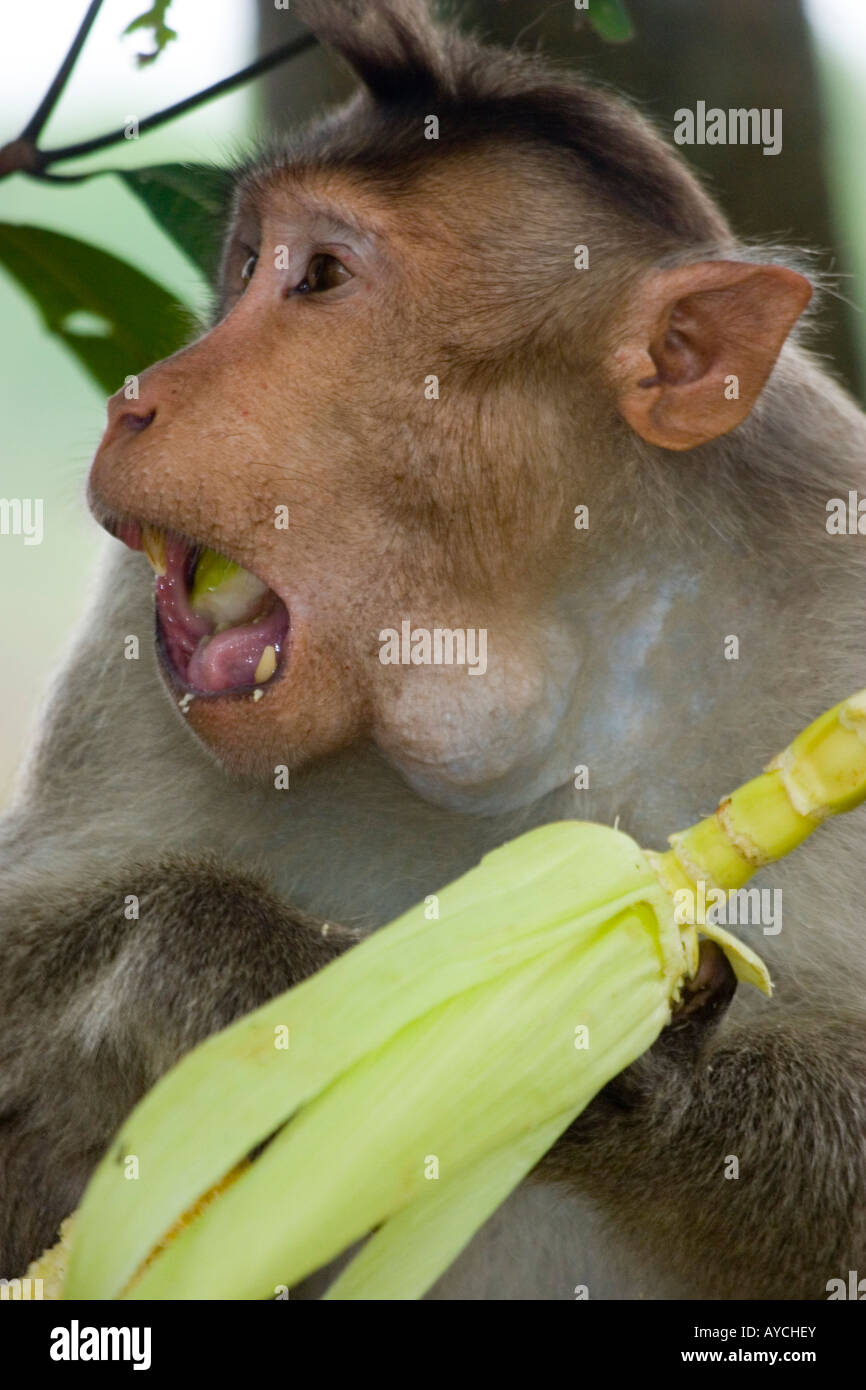 Red faced monkey eating corn in a tree Stock Photo - Alamy