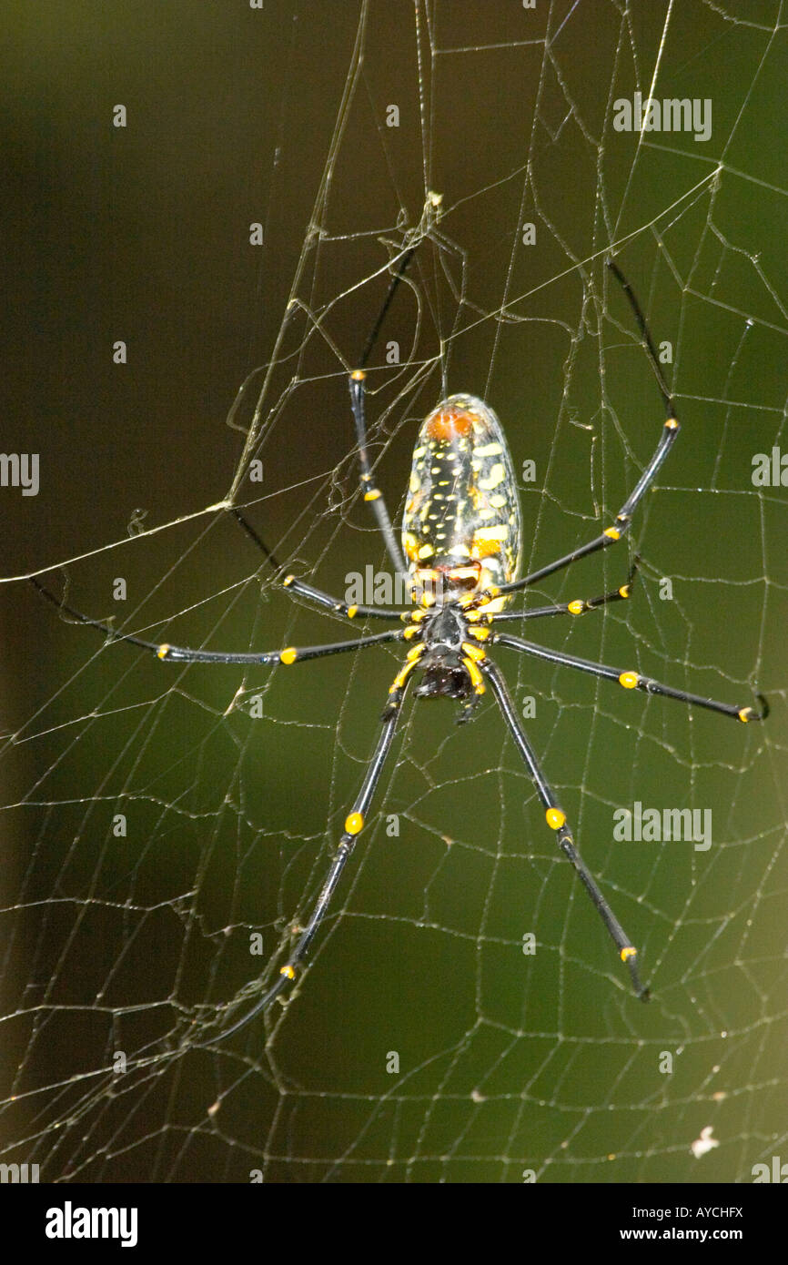 Massive spider in web hi-res stock photography and images - Alamy