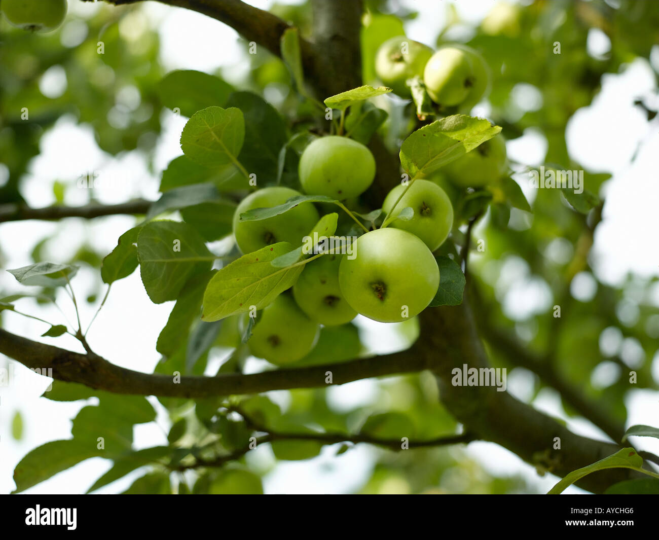 Apples in the tree growing hi-res stock photography and images - Alamy