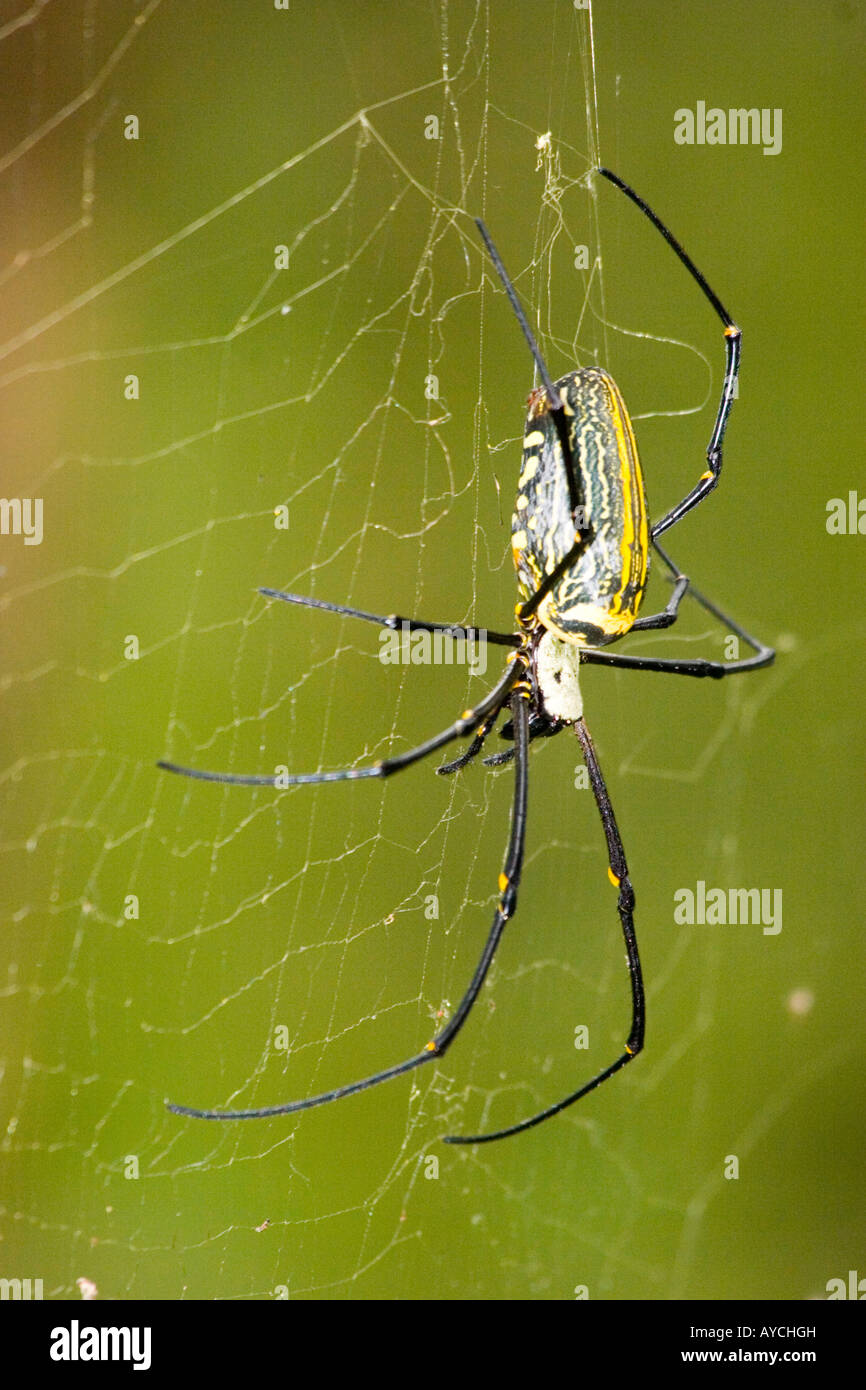 Very large spider in web Stock Photo - Alamy