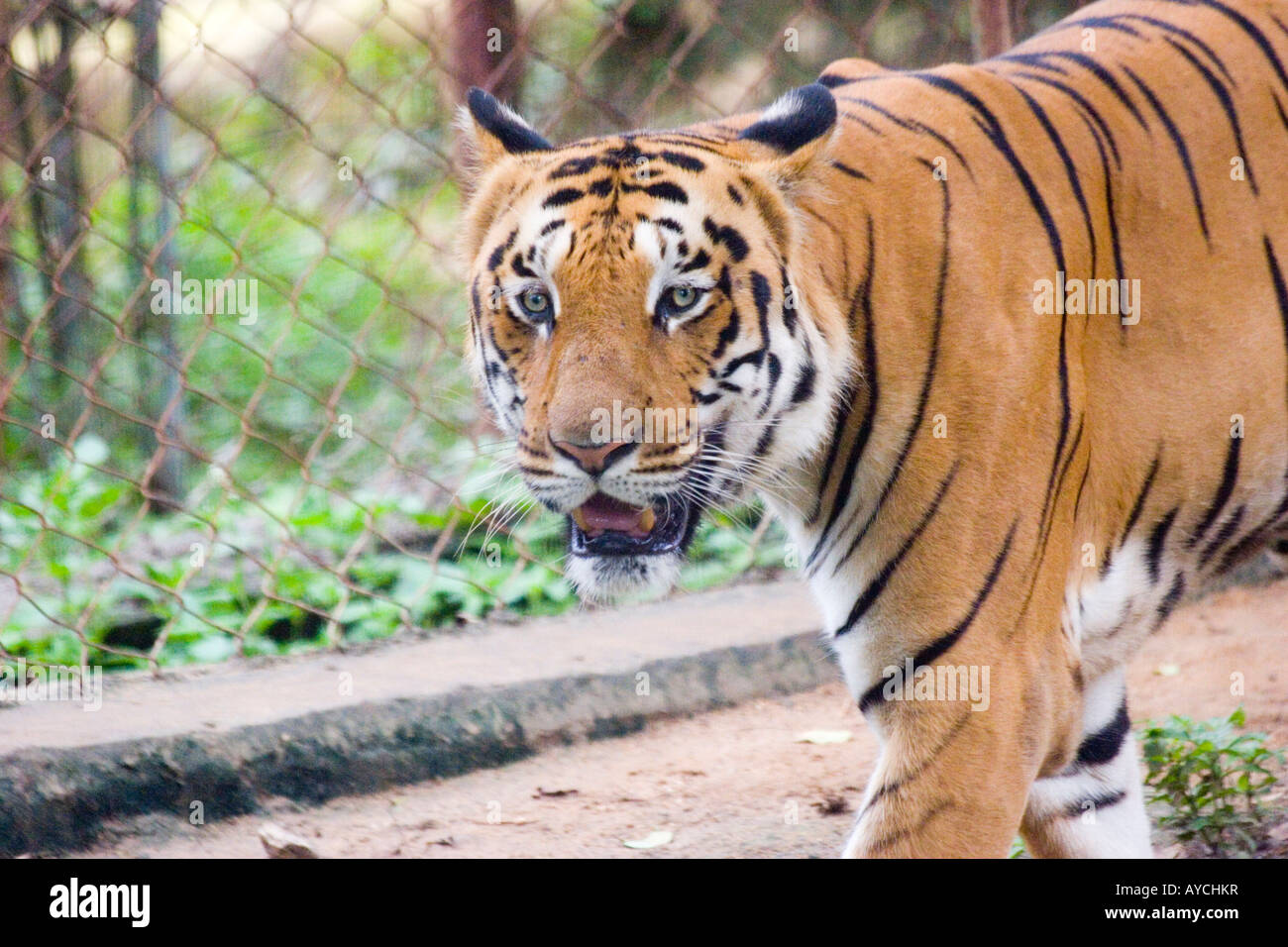 A caged tiger behind the wire fence of his enclosure Stock Photo - Alamy