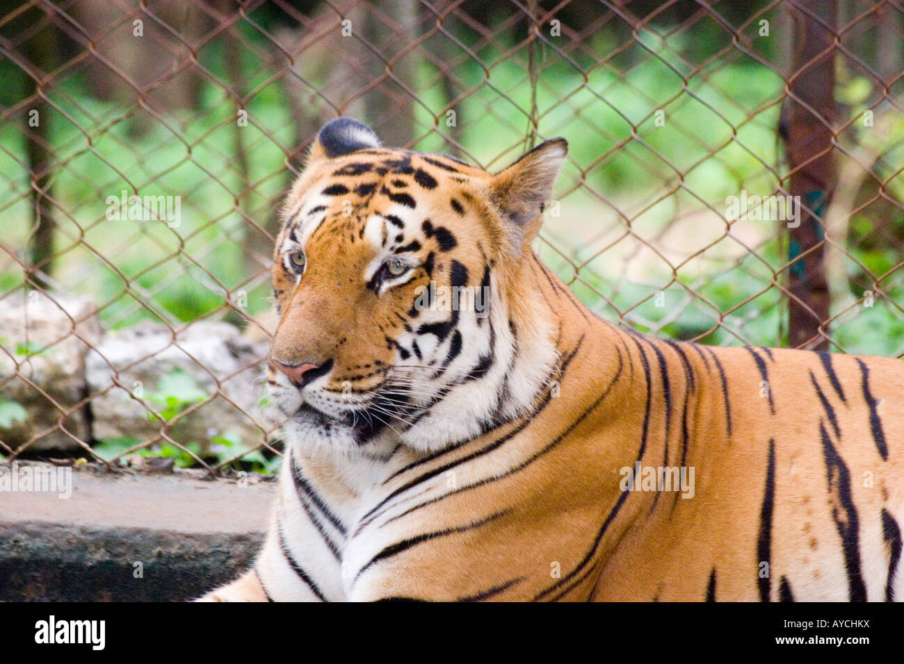A caged tiger behind the wire fence of his enclosure Stock Photo - Alamy