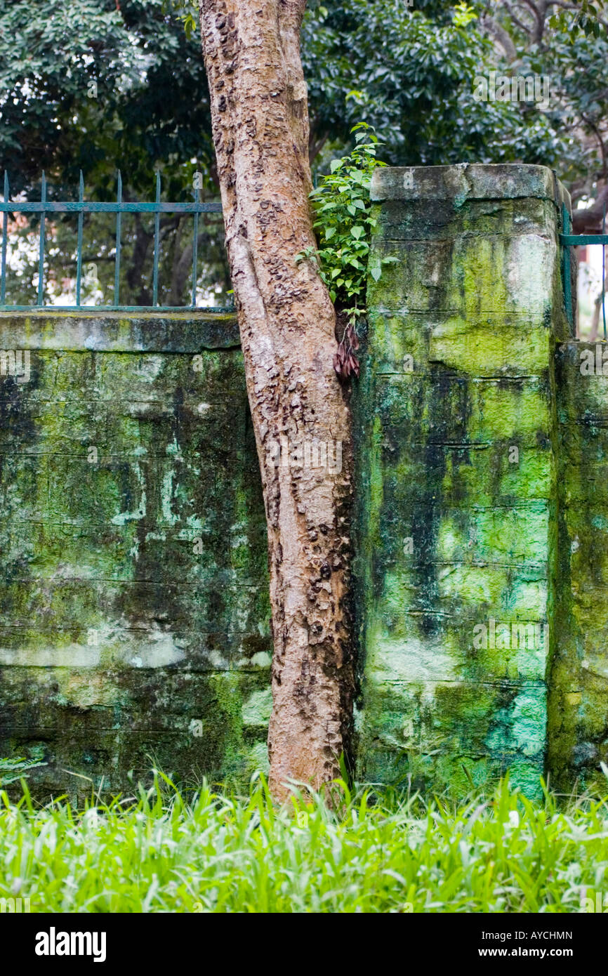 Tree growing inside a wall Stock Photo - Alamy