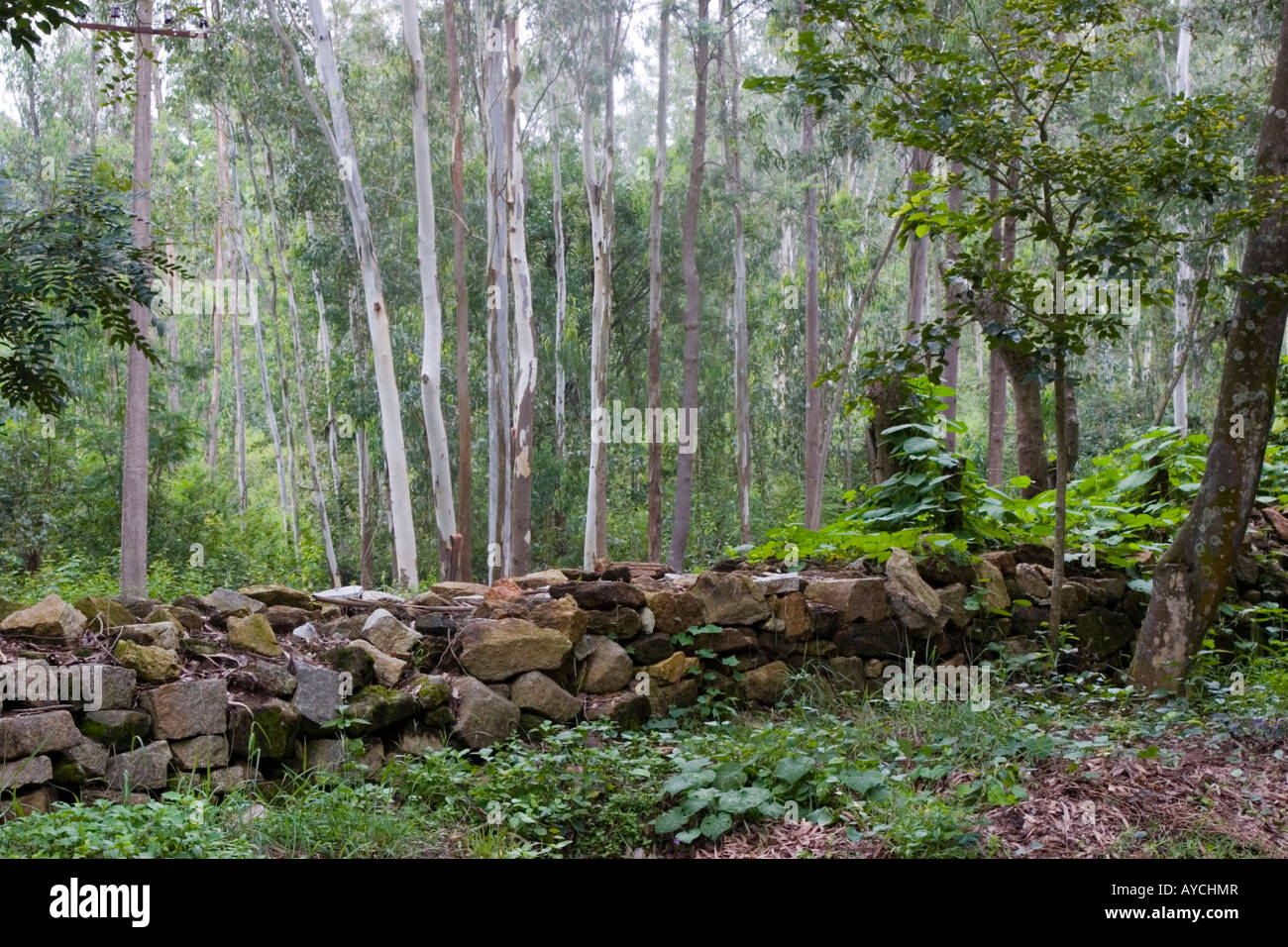 Woodland near Bangalore India Stock Photo - Alamy