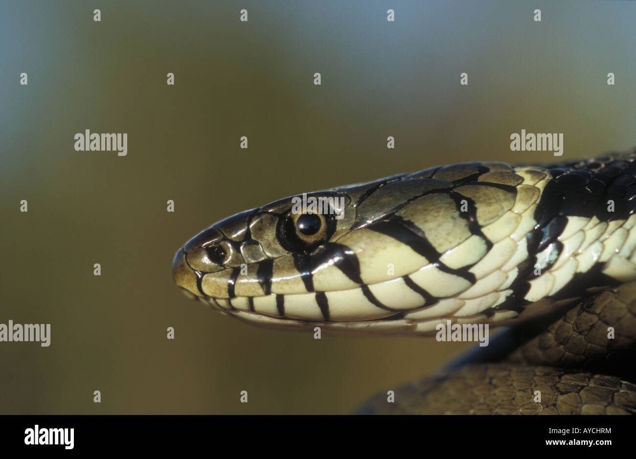 Grass snake Natrix natrix Stock Photo - Alamy