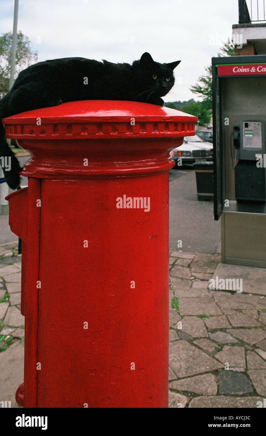 cat on post box Stock Photo - Alamy