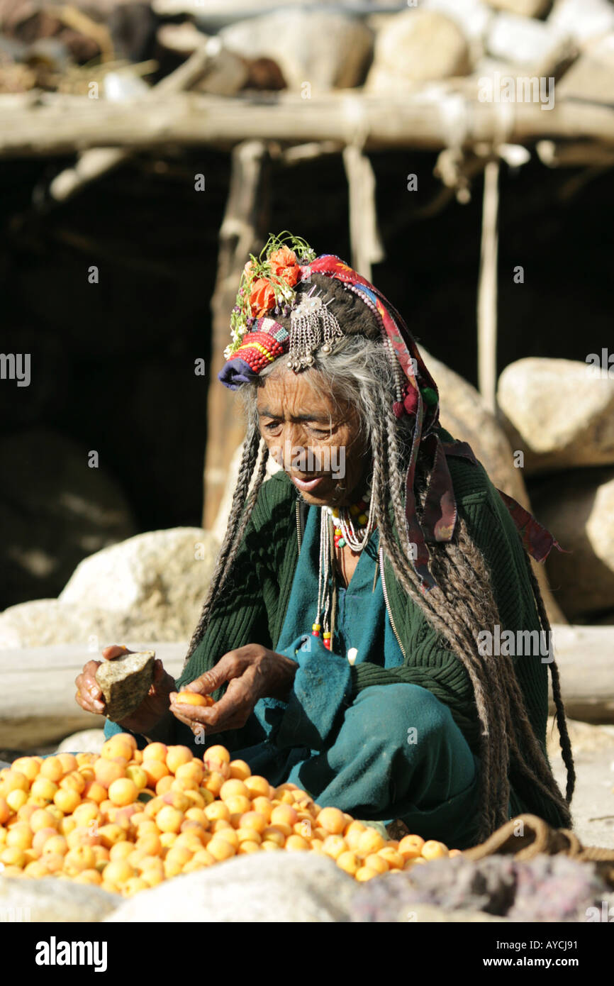 Dardi woman collecting apricots, Ladakh, India Stock Photo - Alamy
