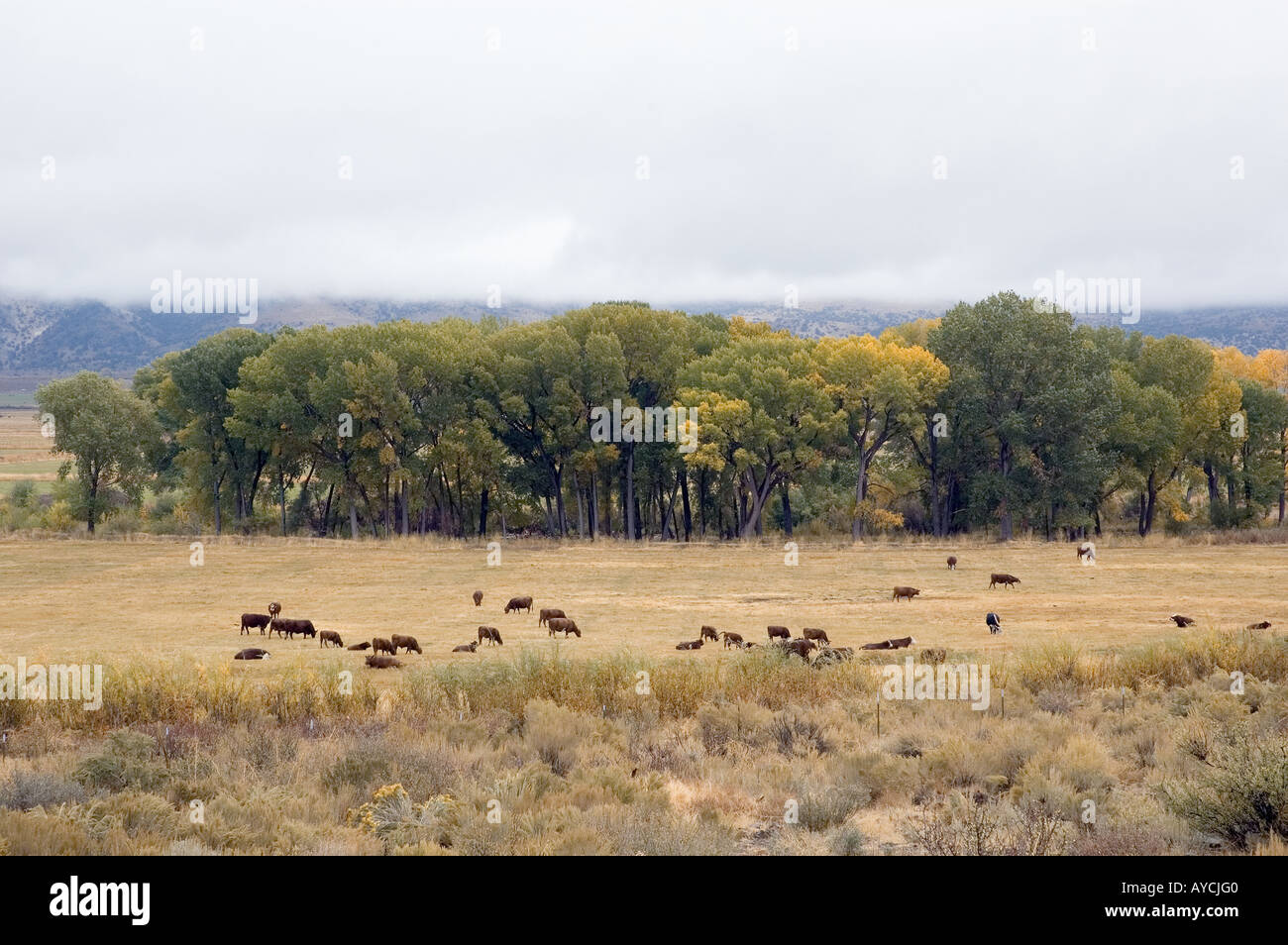 California cattle ranch near Lee Vining Stock Photo - Alamy