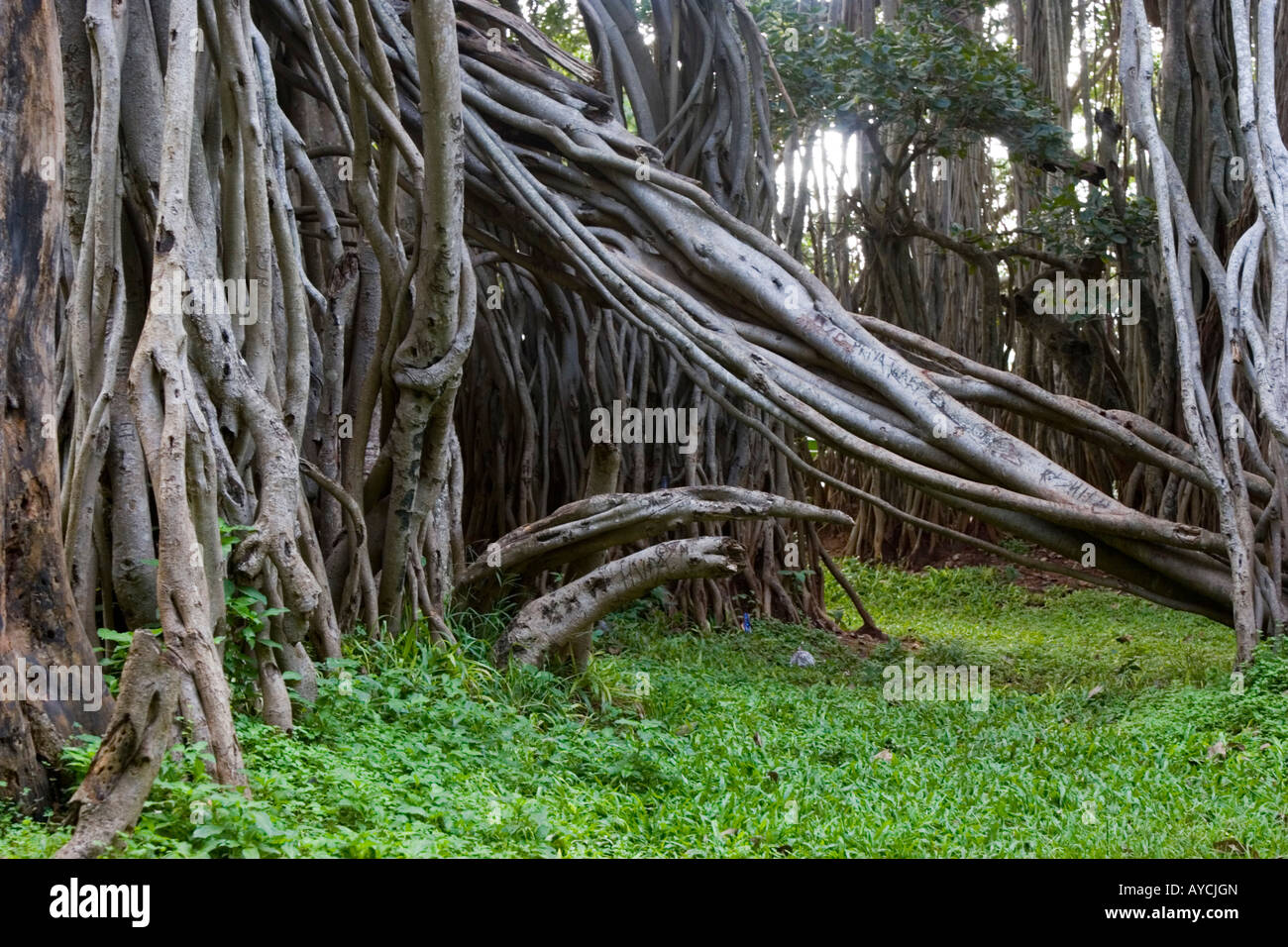 The Big Banyan Tree a popular tourist spot at Ramohalli near Banaglore ...