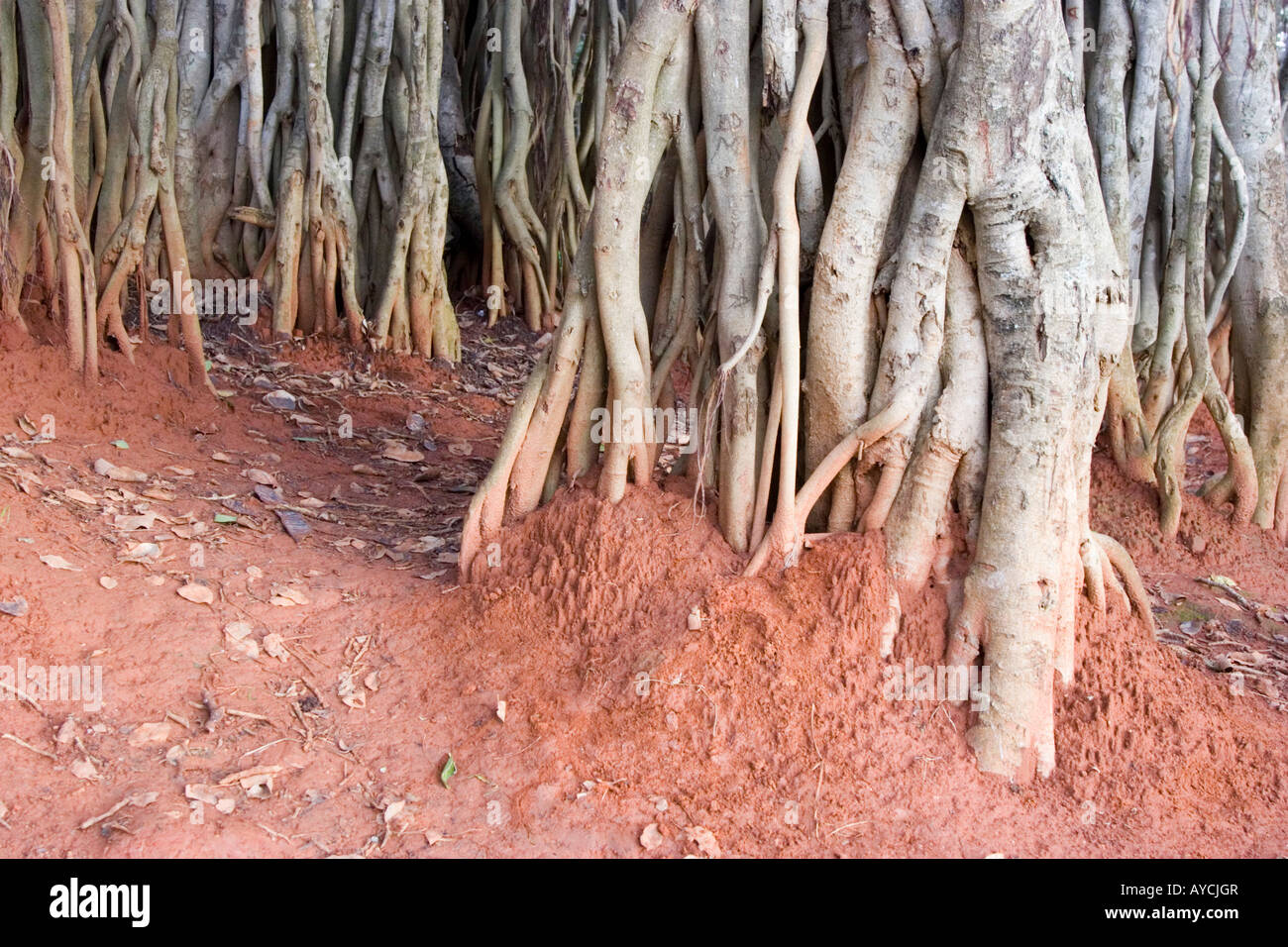 The Big Banyan Tree a popular tourist spot at Ramohalli near Banaglore ...
