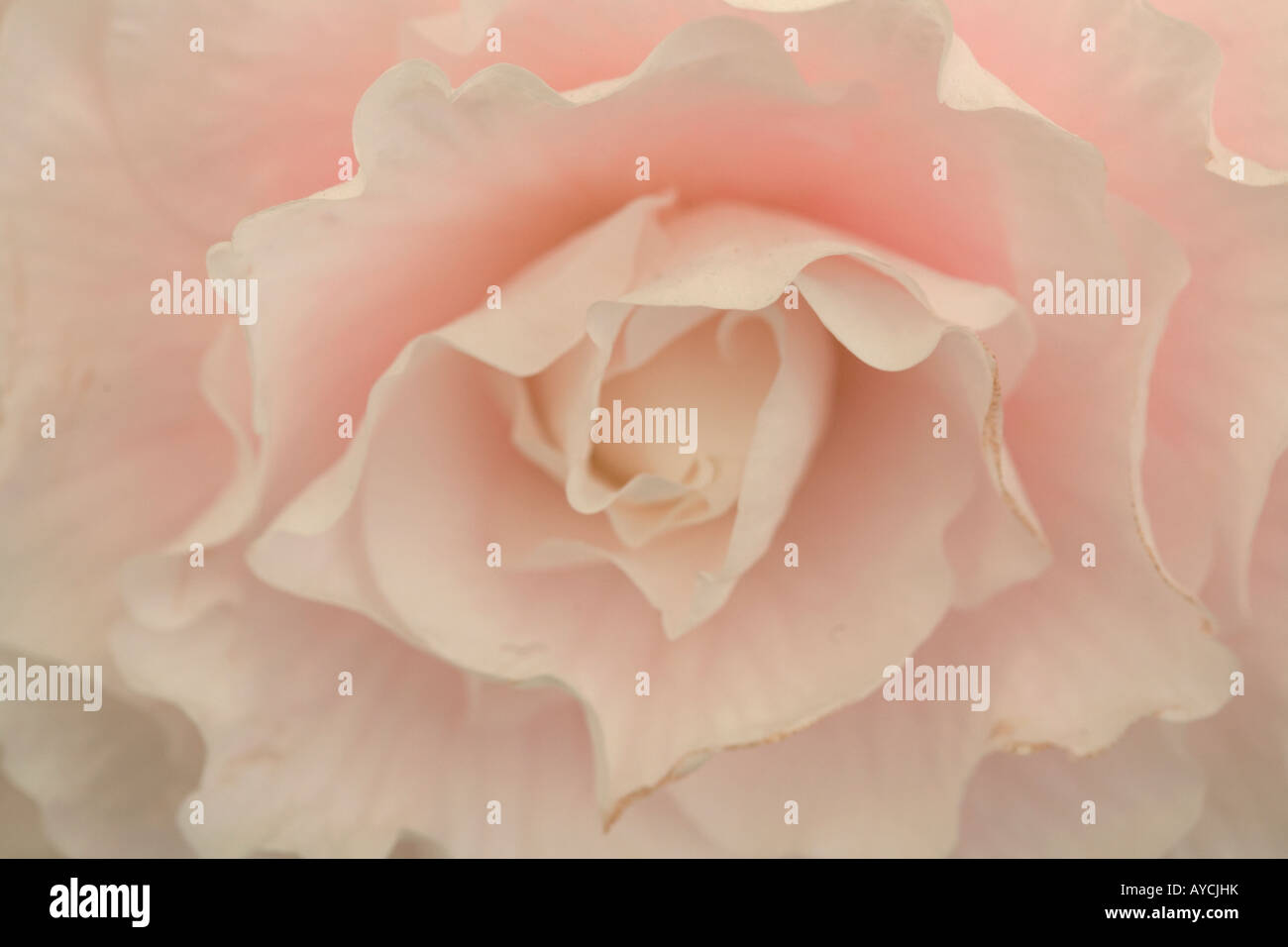 LIGHT PINK ROSE Stock Photo - Alamy