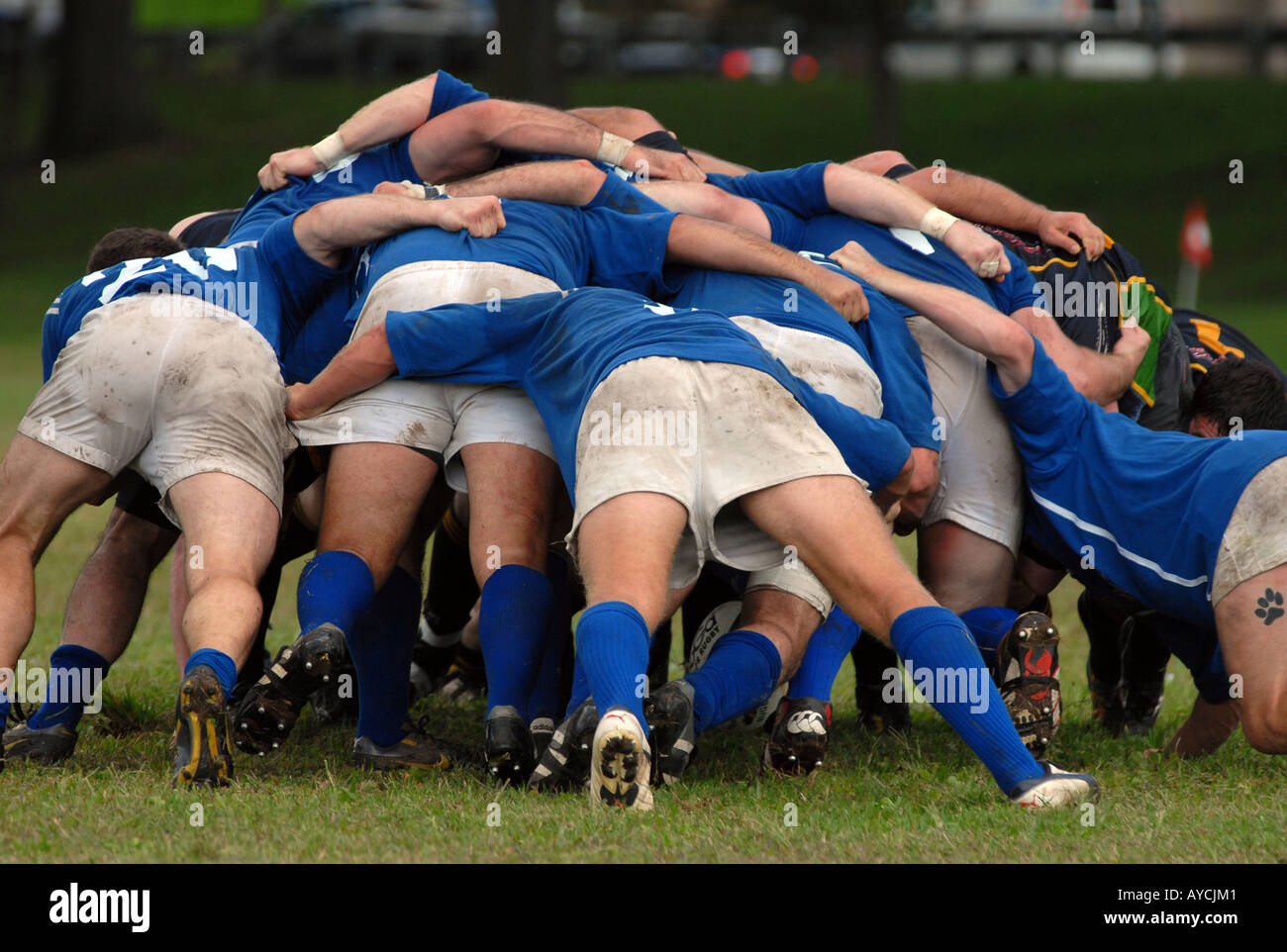 Teamwork in action rugby scrum Stock Photo - Alamy Teamwork in action rugby scrum Stock Photo - Alamy