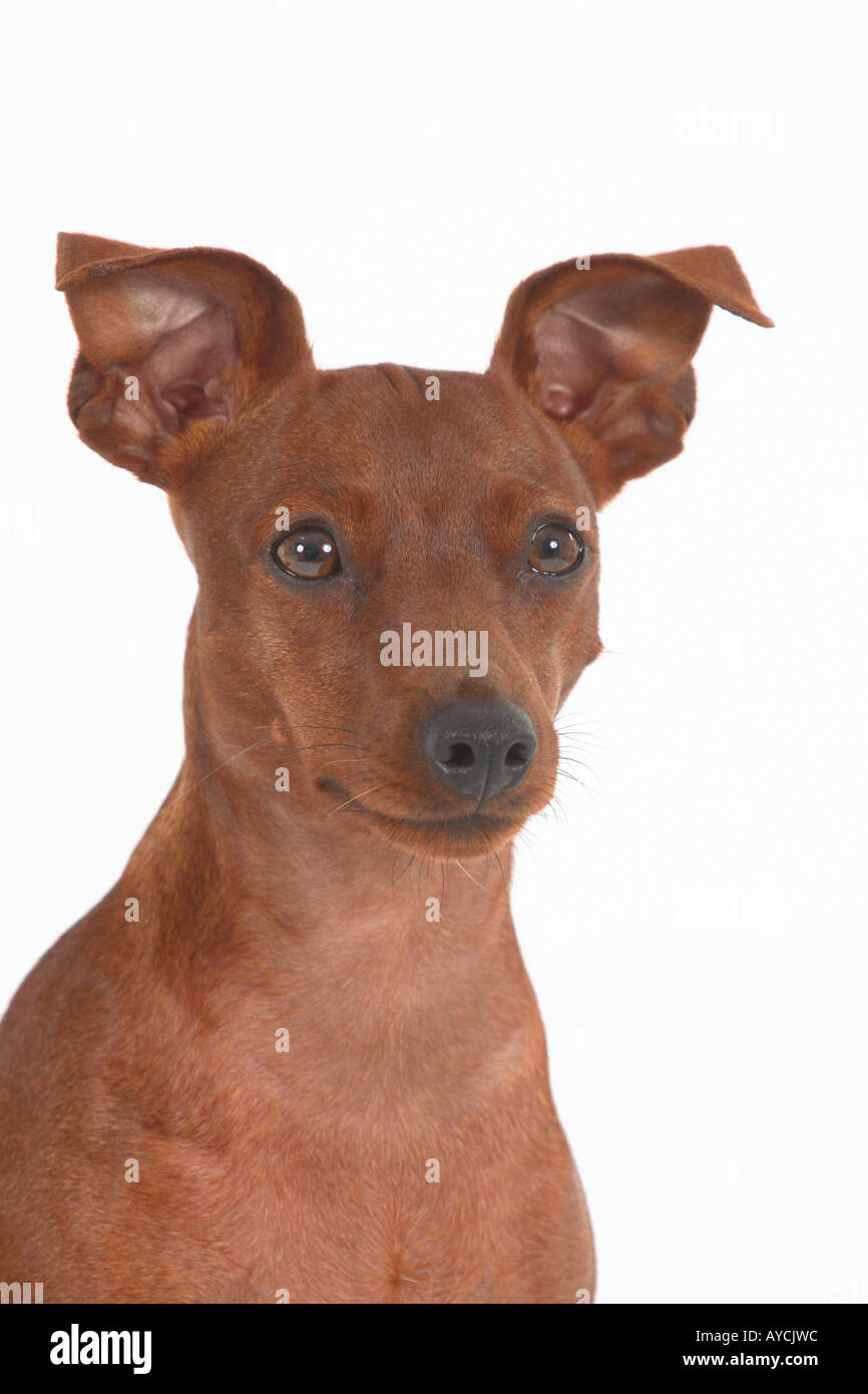 Dog miniature pinscher adult portrait hi-res stock photography and ...