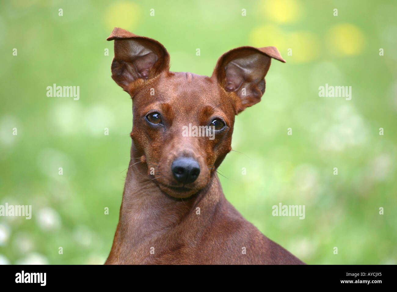 Dog miniature pinscher adult portrait hi-res stock photography and ...
