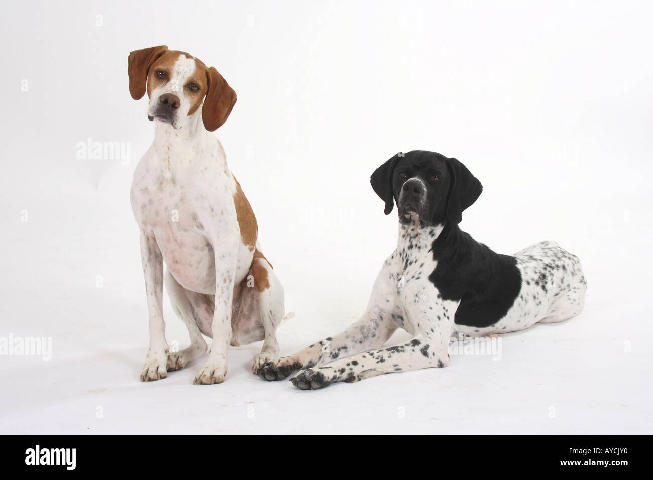 English pointer two hi-res stock photography and images - Alamy