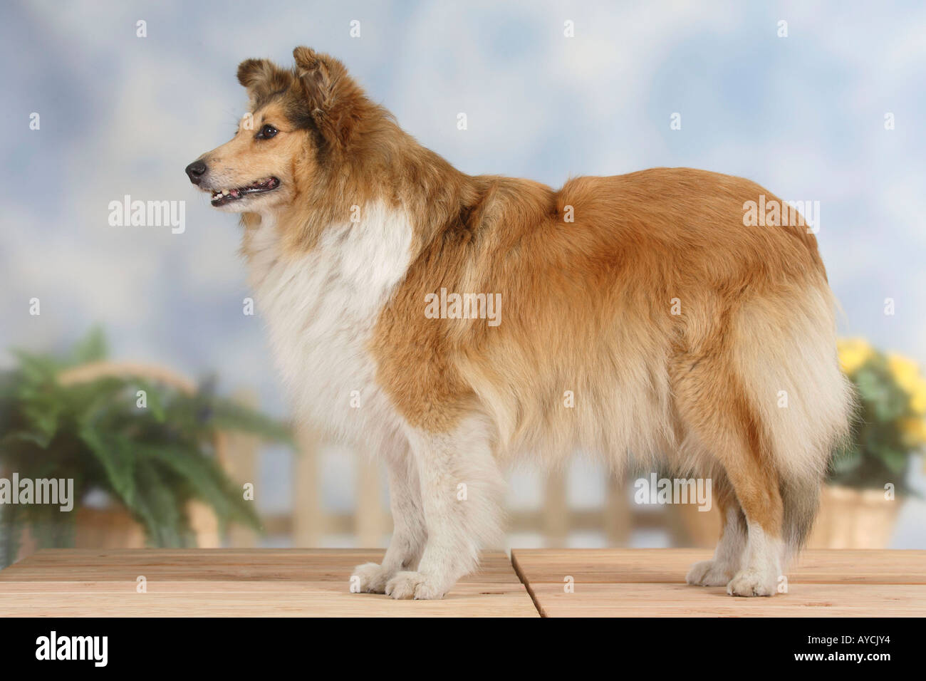 Sheltie Shetland Sheepdog side Stock Photo - Alamy