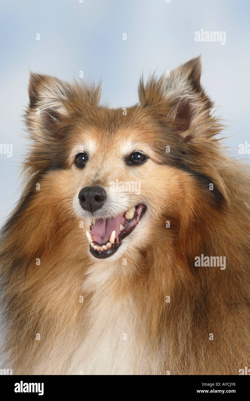Smiling shetland sheepdog hi-res stock photography and images - Alamy