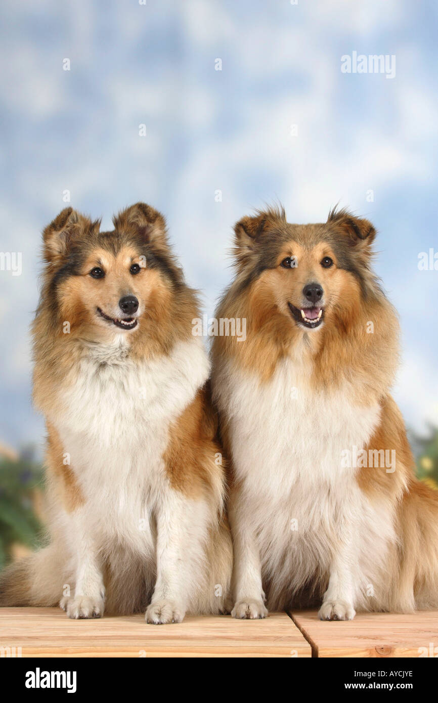 Two shelties hi-res stock photography and images - Alamy