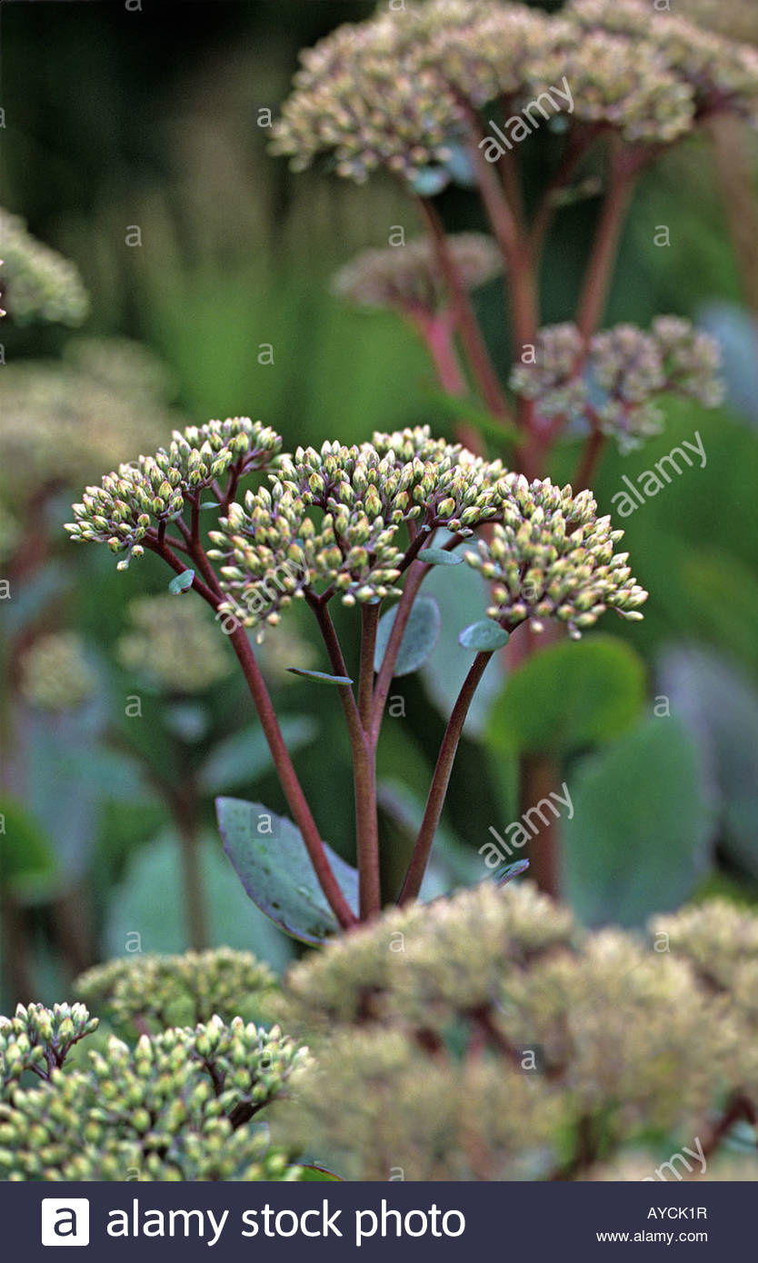 Sedum Matrona Stock Photos & Sedum Matrona Stock Images - Alamy