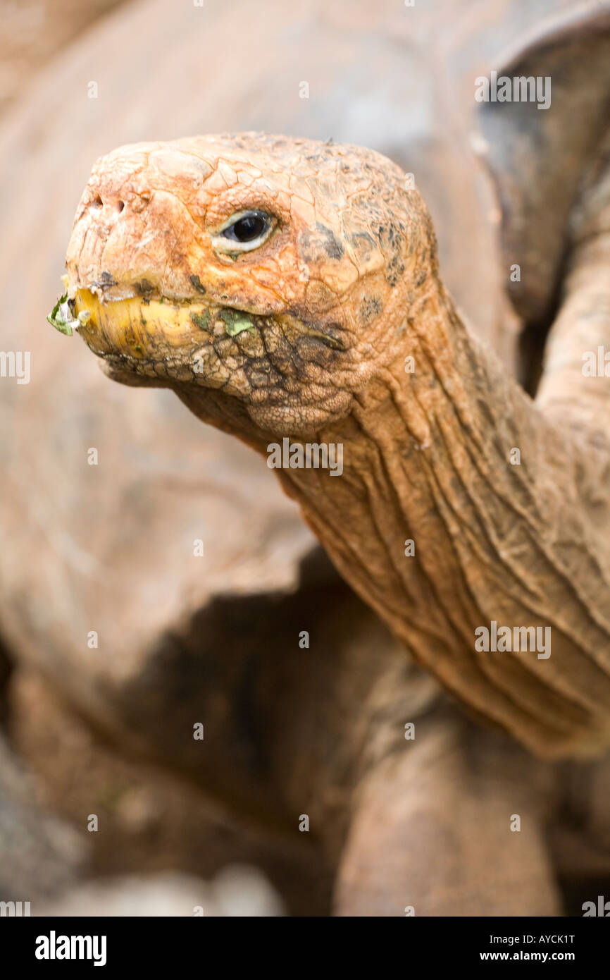 Giant Tortoise head close up at Charles Darwin Research Center Santa ...