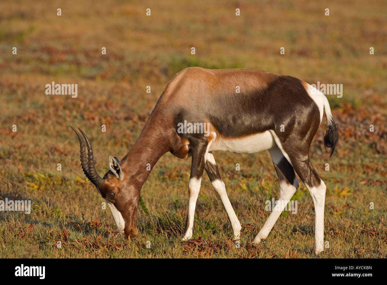 Bontebok feeding hi-res stock photography and images - Alamy