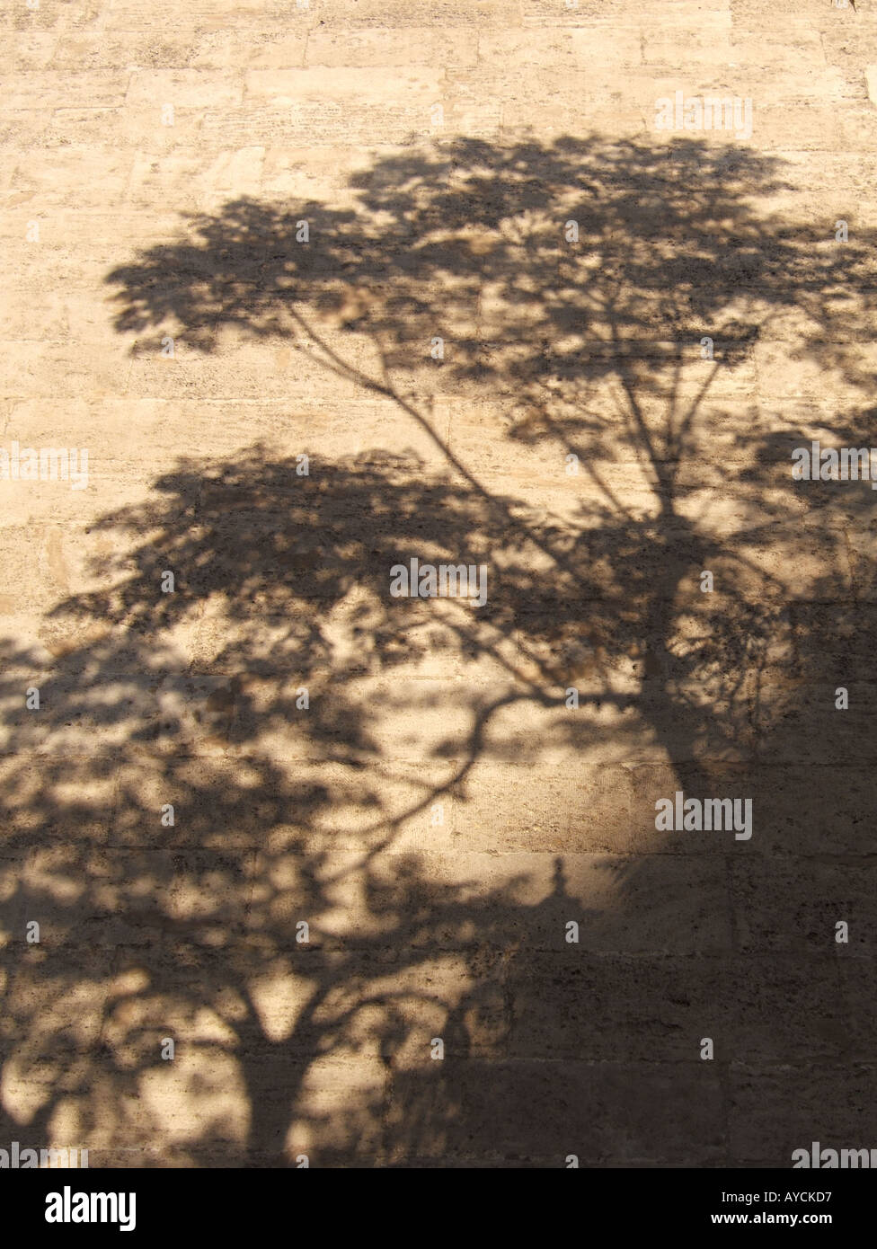 tree shadow on wall at sunset Stock Photo - Alamy