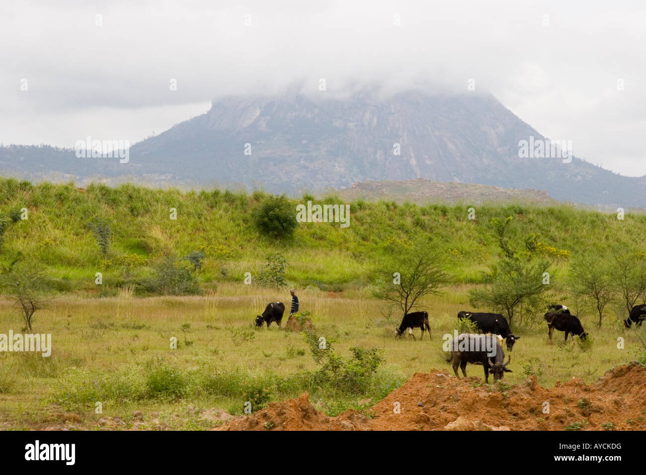 India tipu's drop hi-res stock photography and images - Alamy