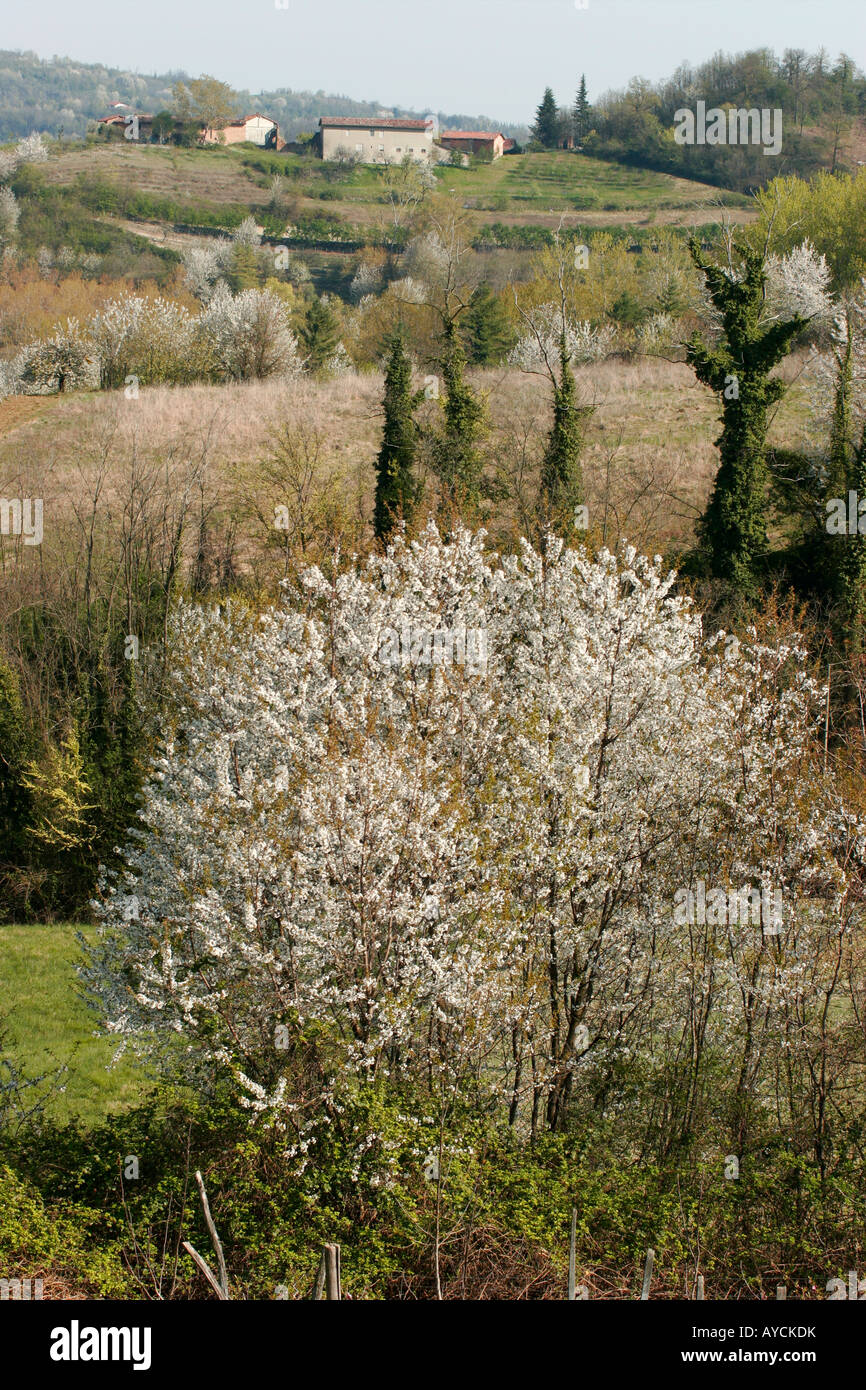 Albugnano hi-res stock photography and images - Alamy