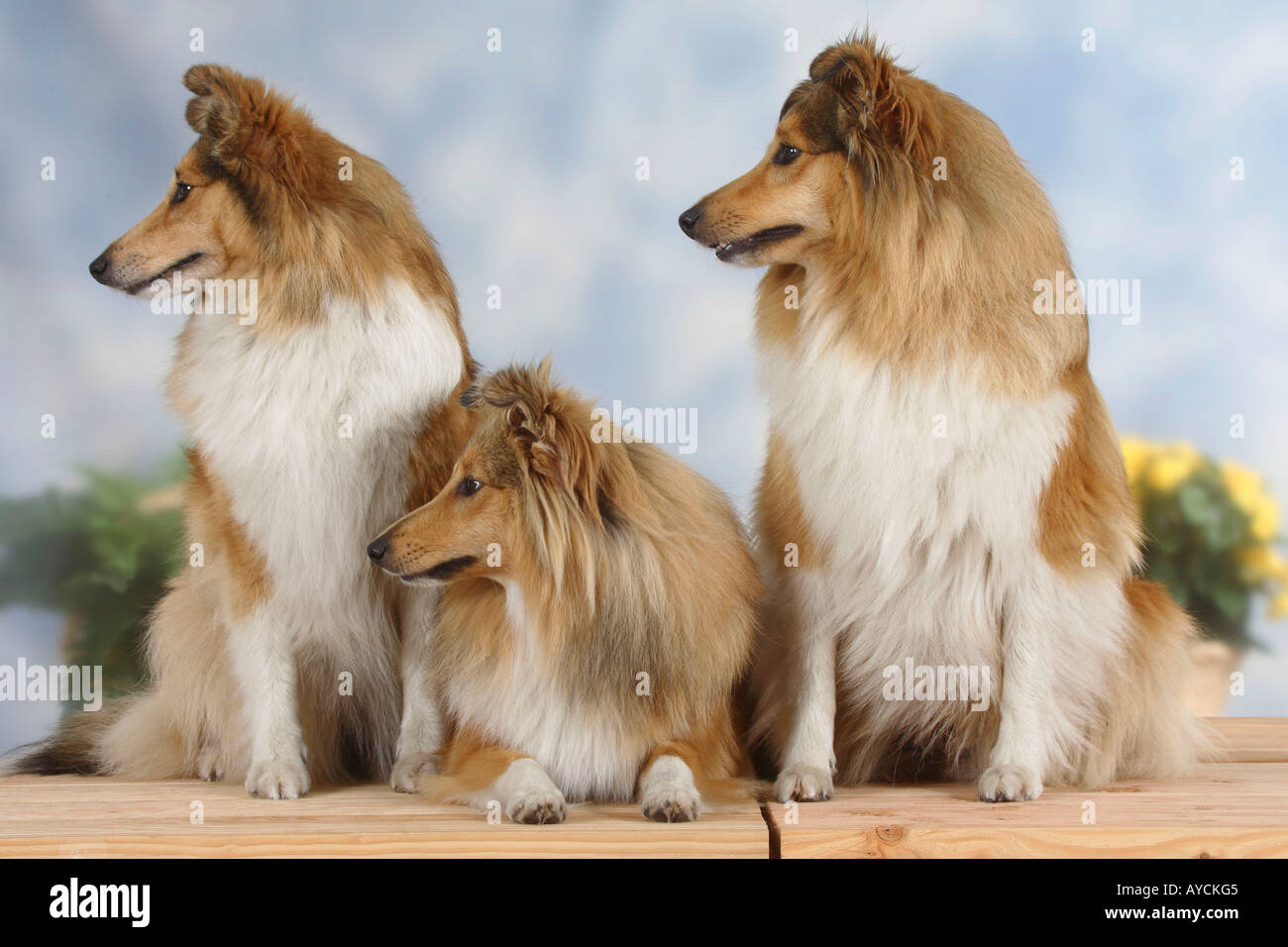 Group of shelties hi-res stock photography and images - Alamy
