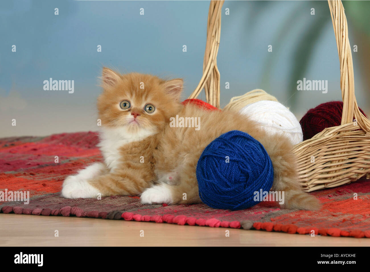 Persian Cat kitten with balls of wool Stock Photo - Alamy