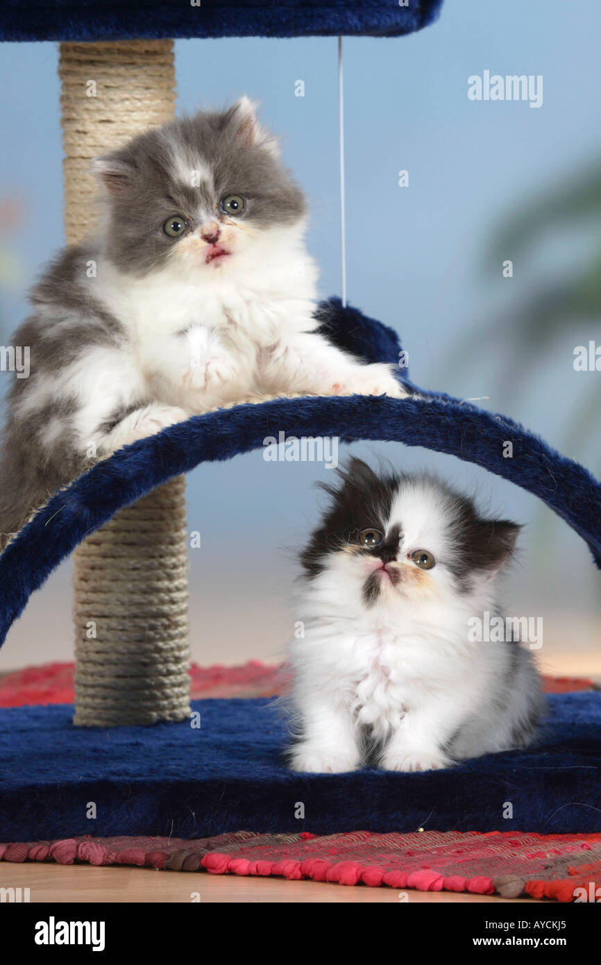 Black White Cat Persian Hi-res Stock Photography And Images, 40% OFF