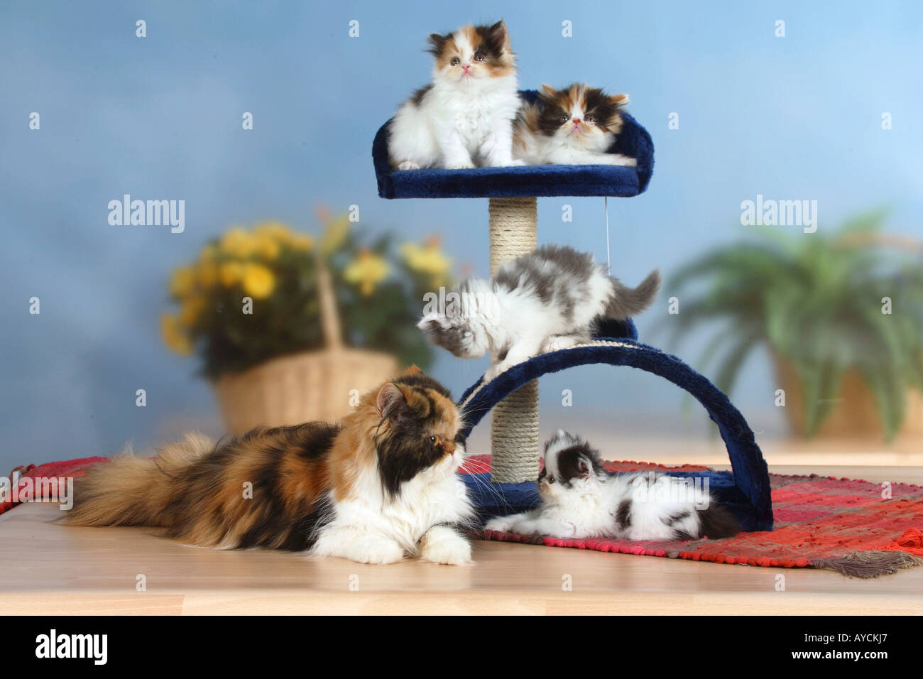 Black White Cat Persian Hi-res Stock Photography And Images, 40% OFF