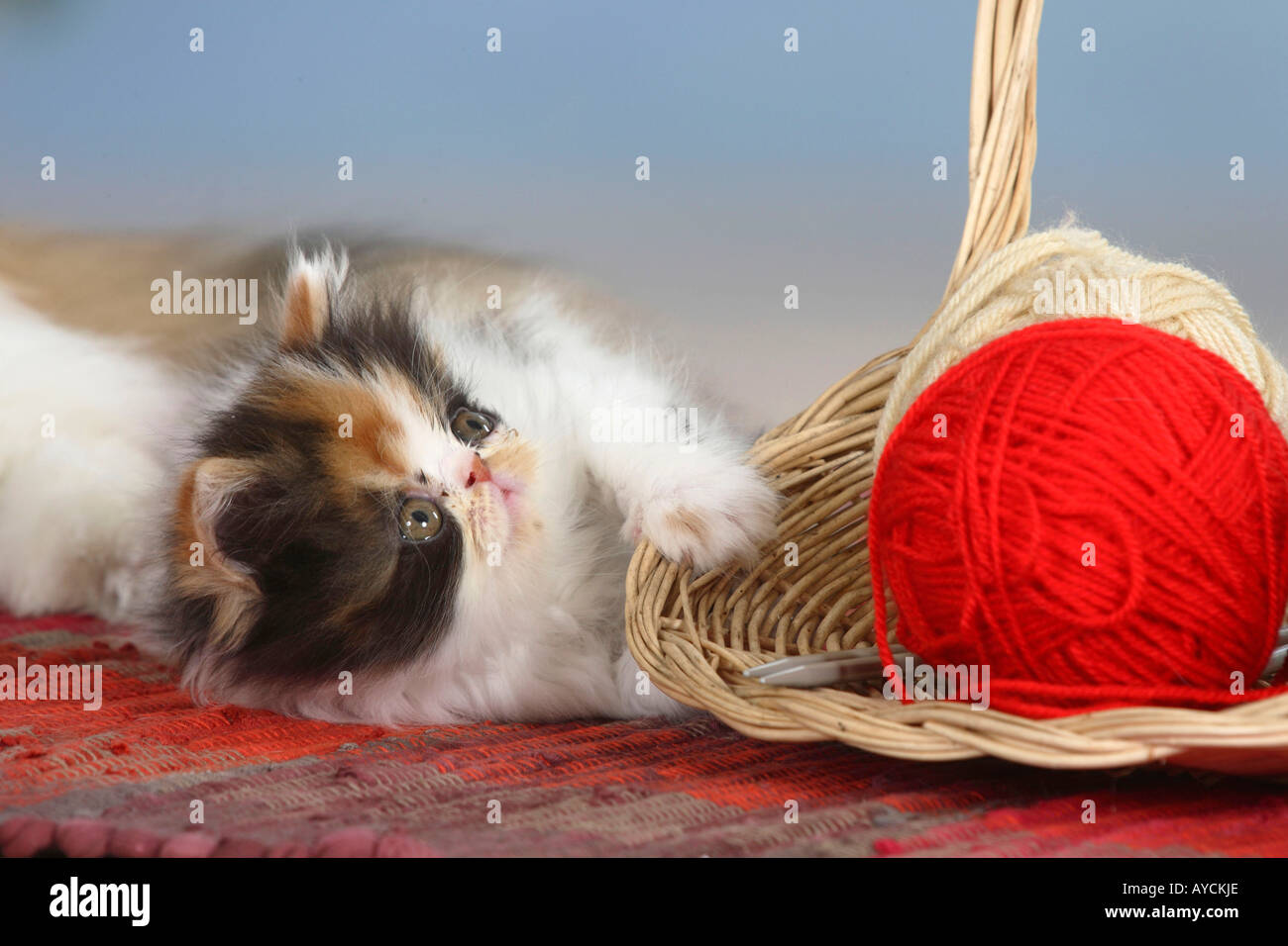 Persian Cat kitten with balls of wool Stock Photo - Alamy