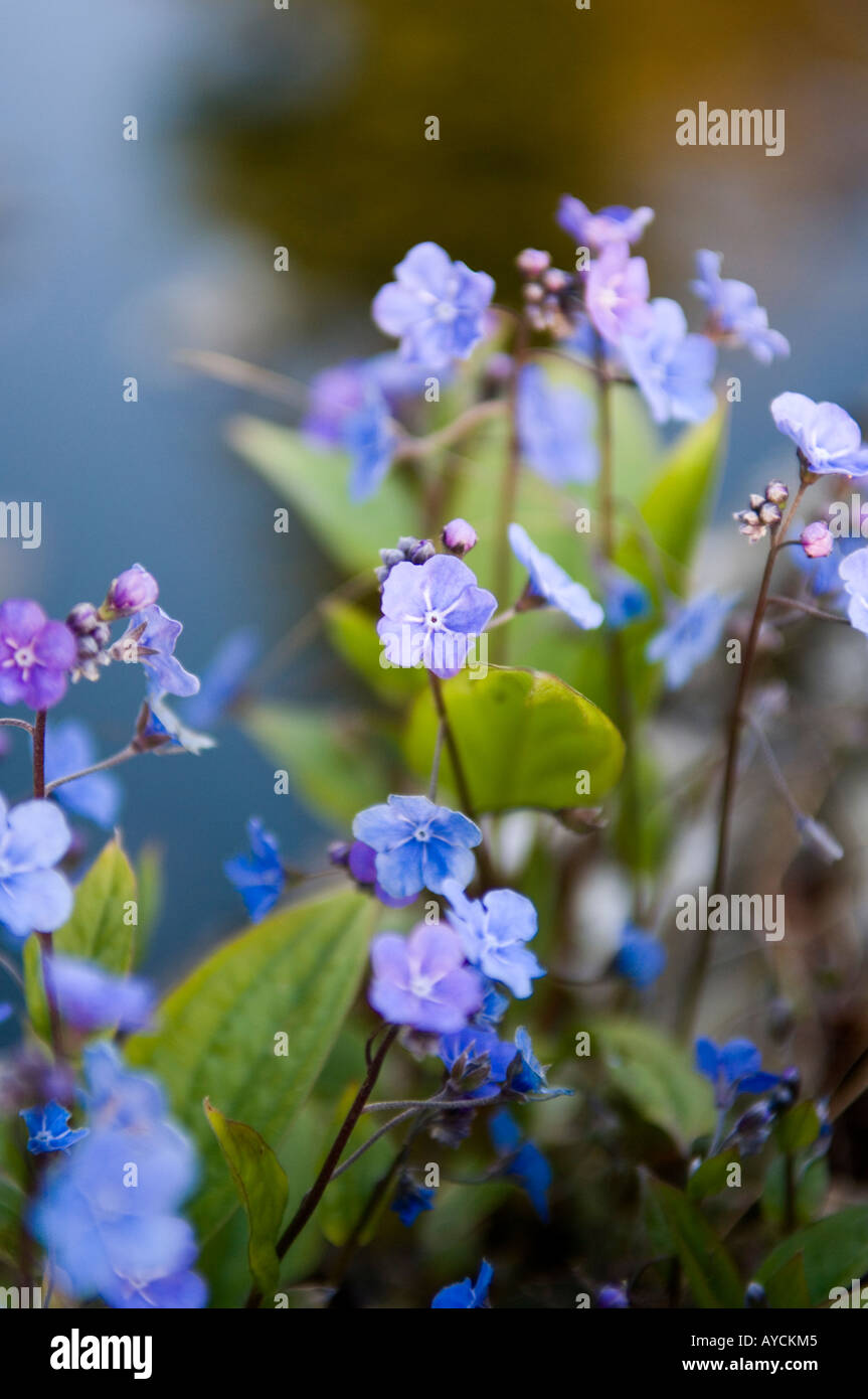 Water forget me not , pond hi-res stock photography and images - Alamy