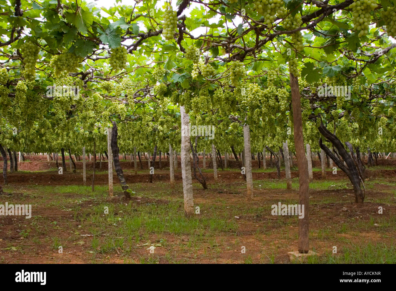 Grapes growing in a vineyard in the Nandi Hills Karnataka India Stock ...