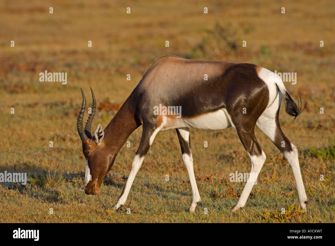 Bontebok feeding hi-res stock photography and images - Alamy