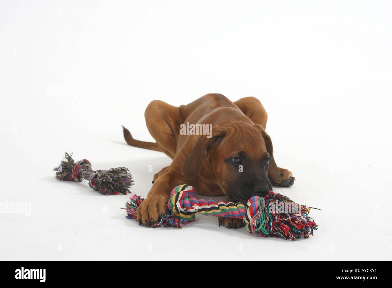 Playing rhodesian ridgeback hi-res stock photography and images - Alamy