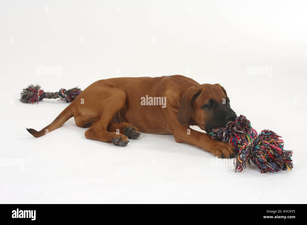 Rhodesian Ridgeback puppy 10 weeks toy Stock Photo - Alamy