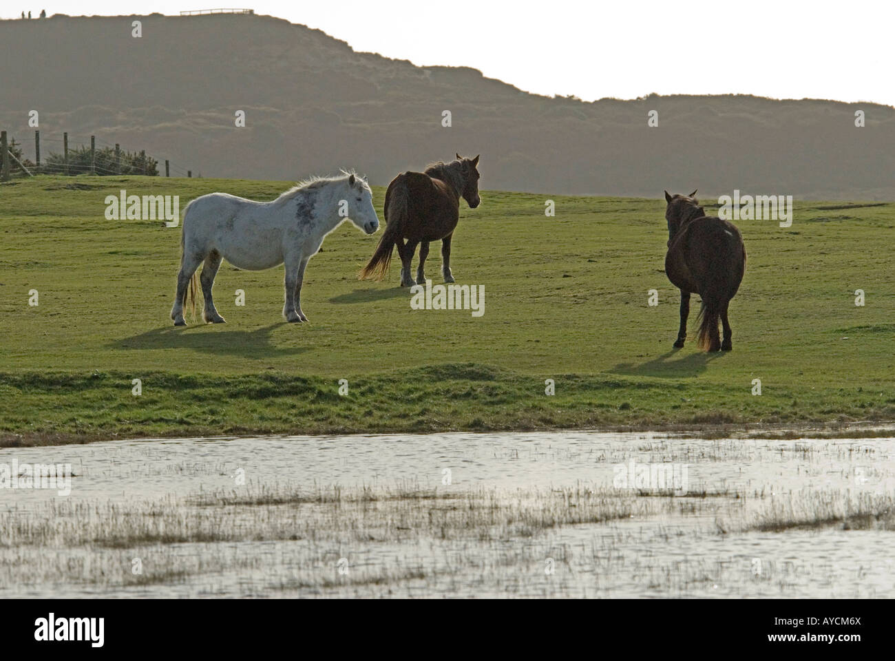three 3 ponies grazing Stock Photo - Alamy