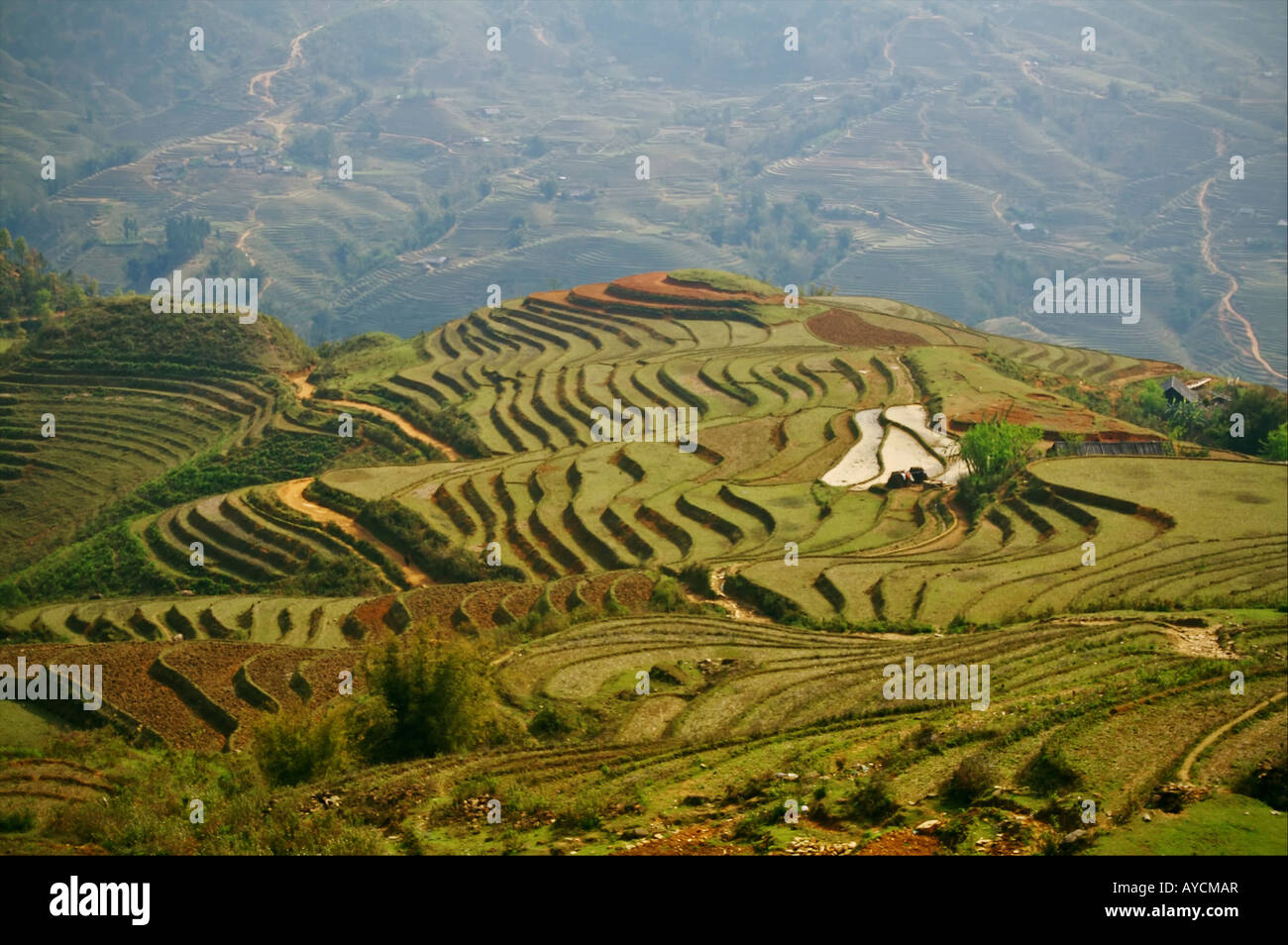 Sapa Rice Terraces Stock Photo - Alamy