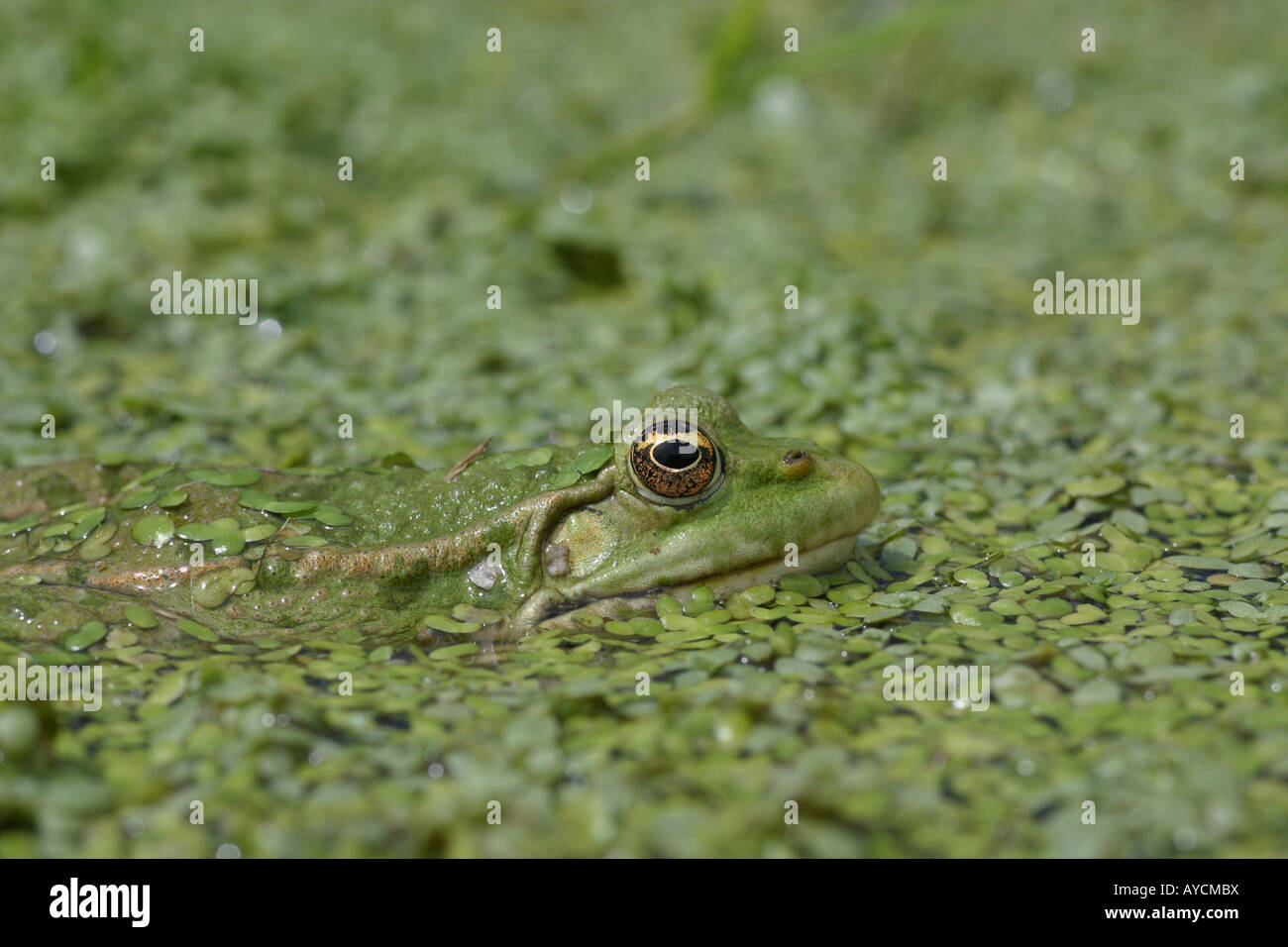 Marsh frog Rana ridibunda Stock Photo - Alamy