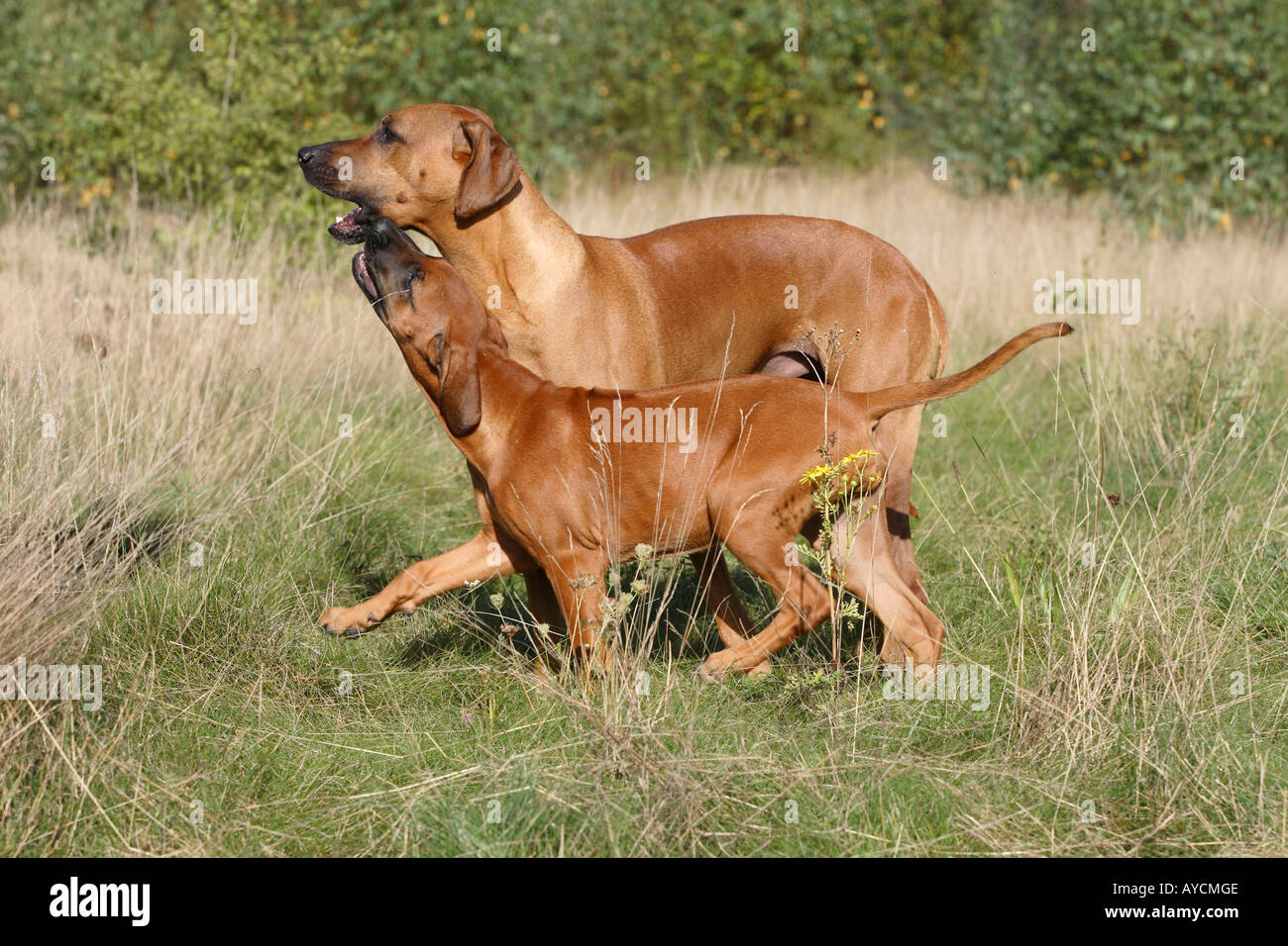 Playing rhodesian ridgeback hi-res stock photography and images - Alamy