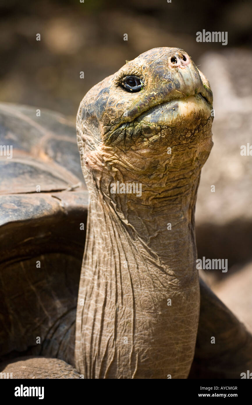 Giant Tortoise head close up at Charles Darwin Research Center Santa ...