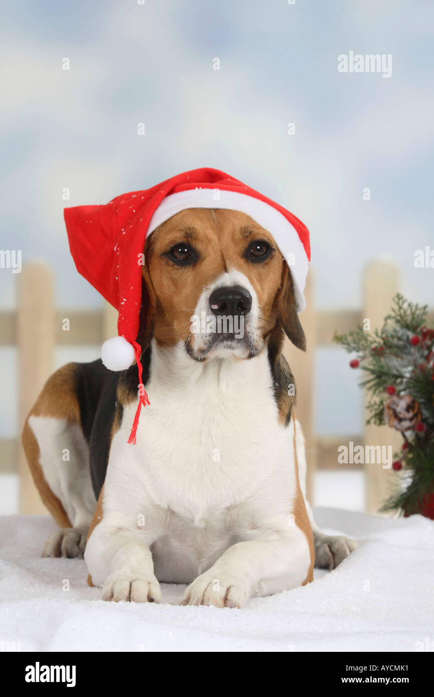 Christmas humour humor hi-res stock photography and images - Alamy