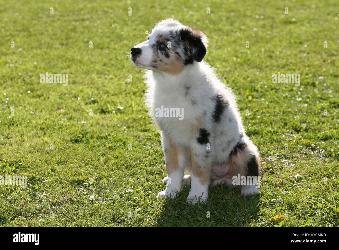 Australian Shepherd puppy 11 weeks Stock Photo - Alamy