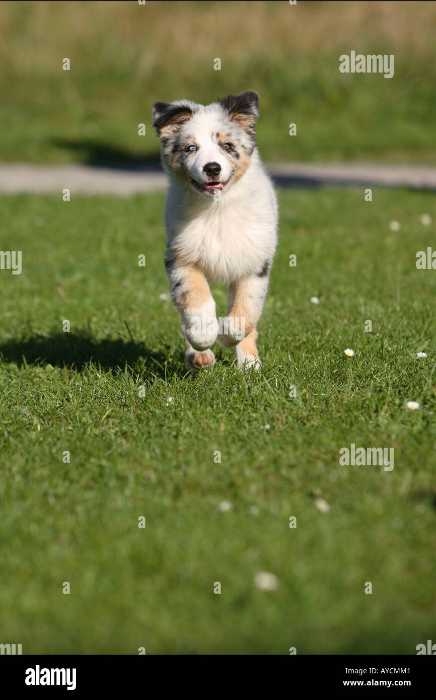 Australian Shepherd puppy 11 weeks Stock Photo - Alamy