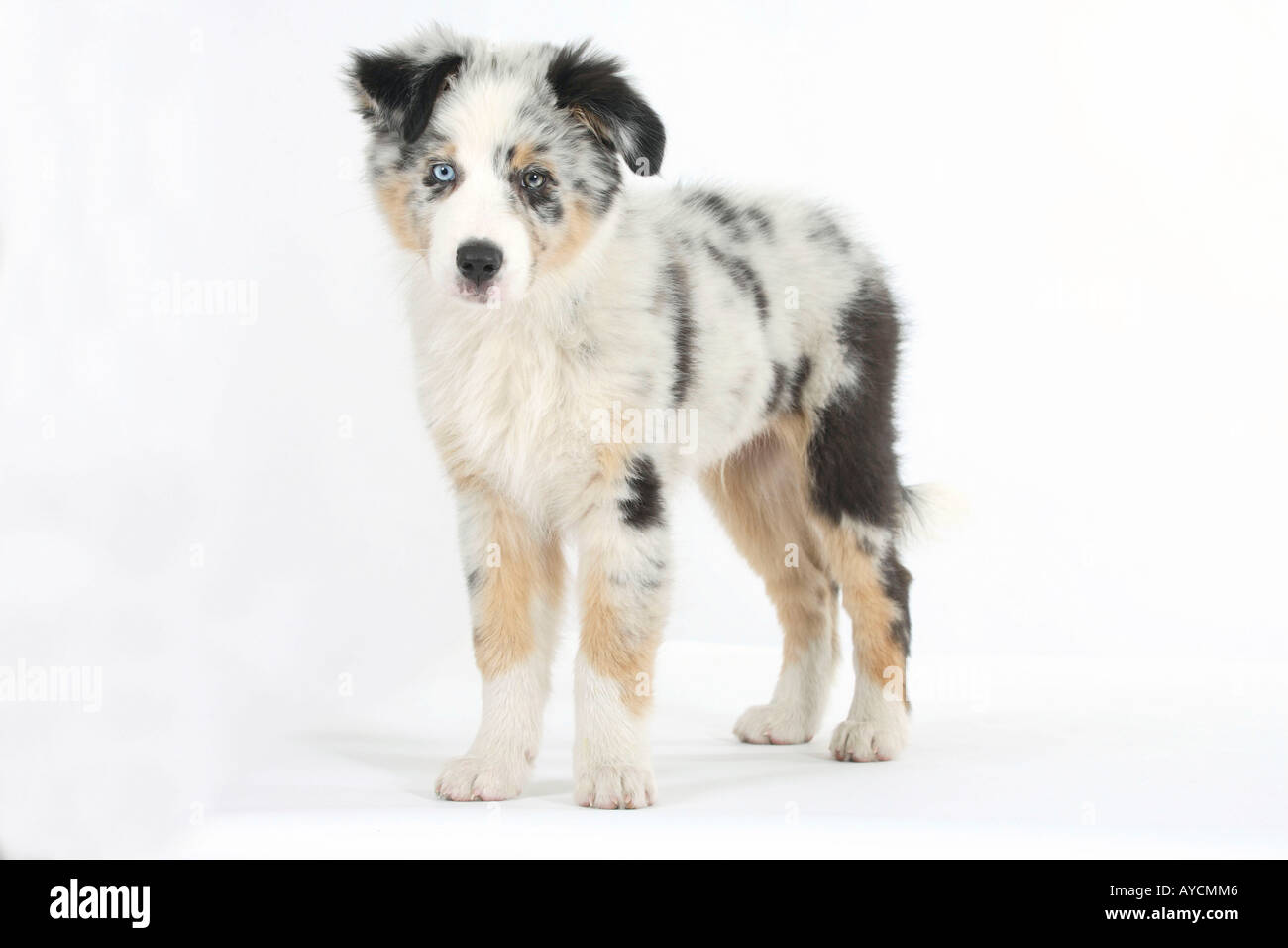 Australian Shepherd puppy 11 weeks Stock Photo - Alamy