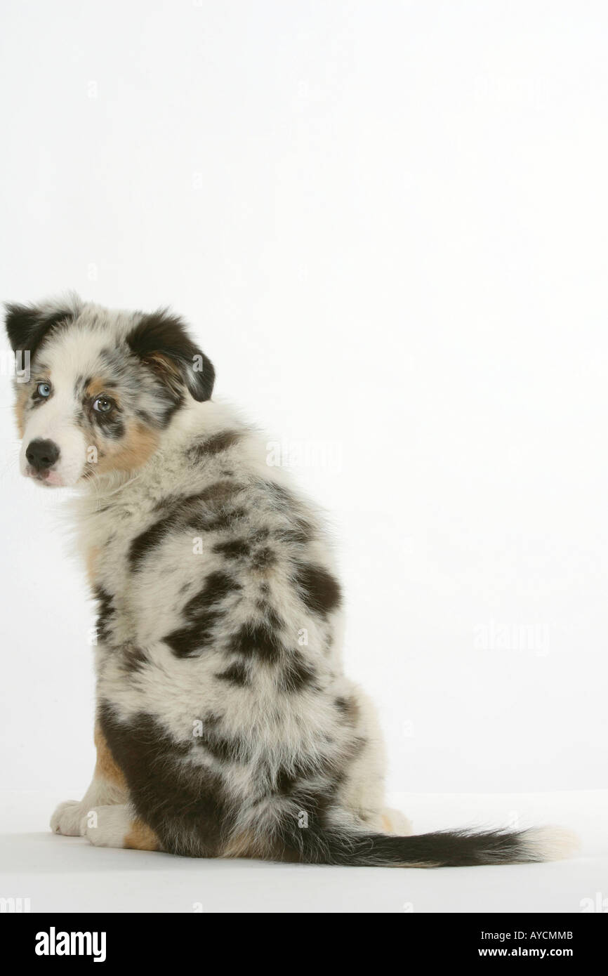 Australian Shepherd puppy 11 weeks Stock Photo - Alamy