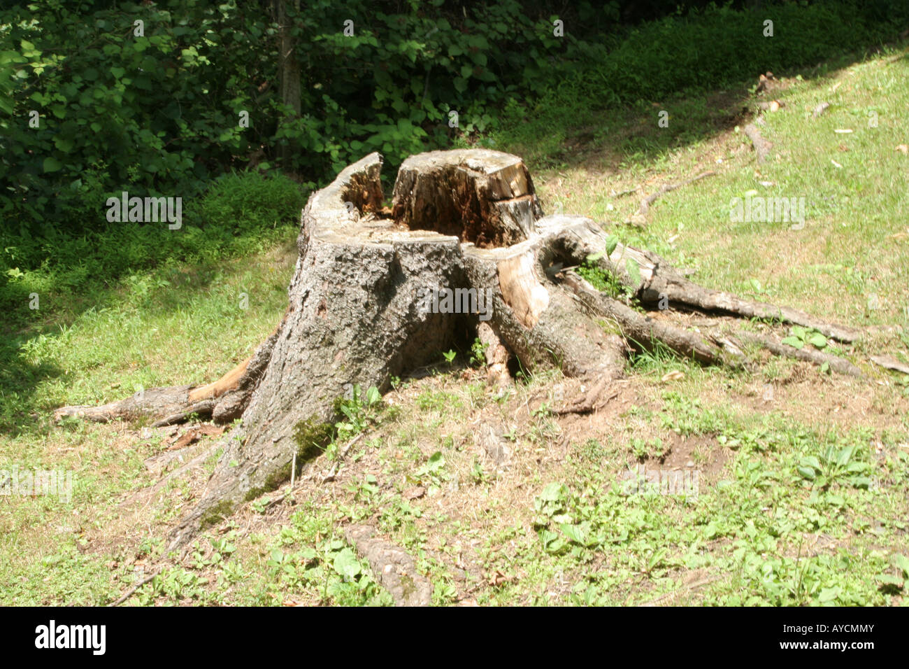 Rot stump hi-res stock photography and images - Alamy