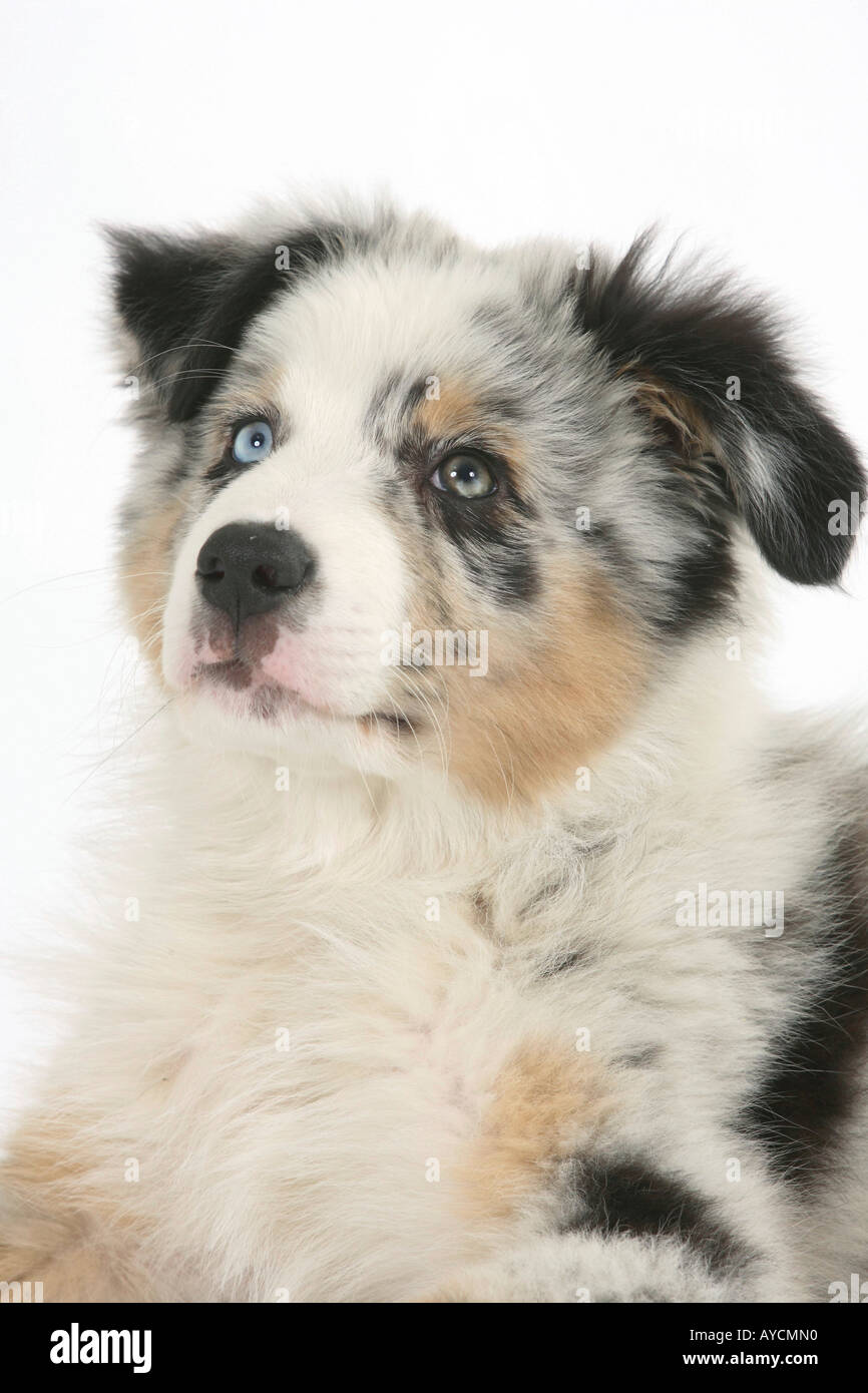 Australian Shepherd puppy 11 weeks Stock Photo - Alamy